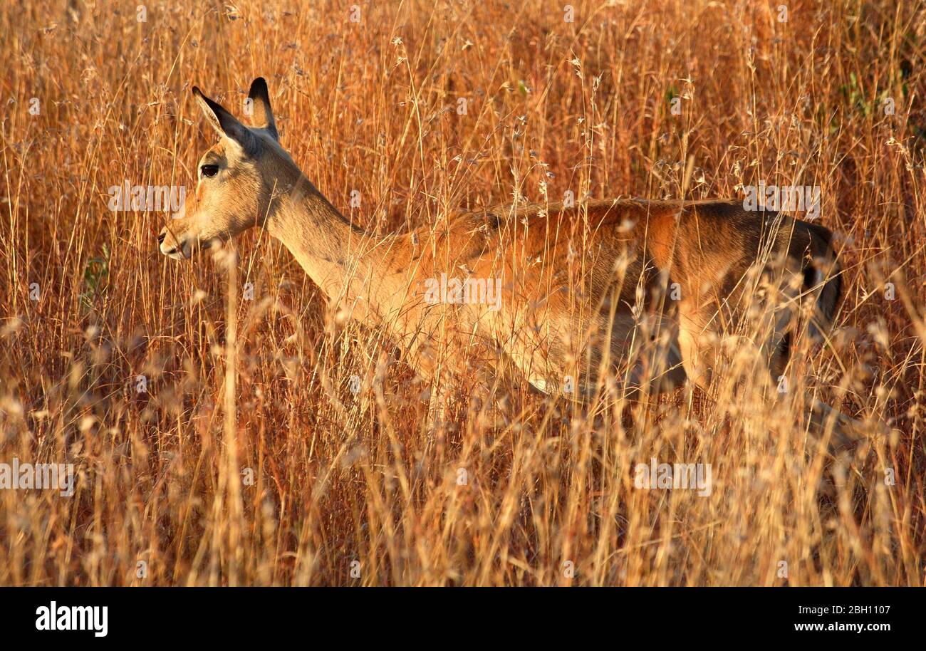 Buck camouflaged in the wild Stock Photo - Alamy