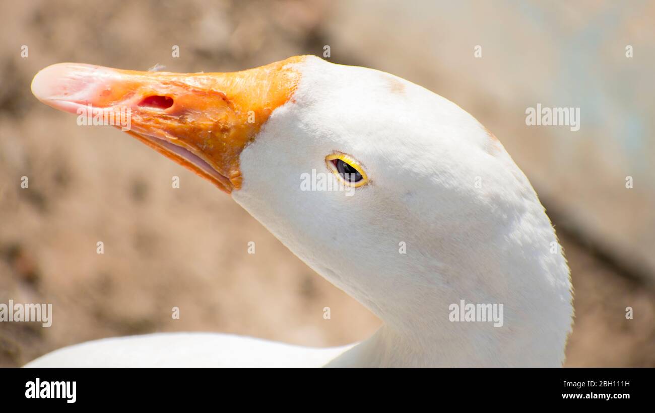White Duck goose resting Stock Photo - Alamy