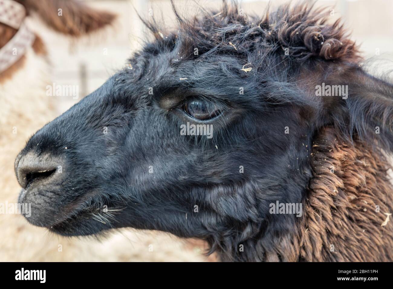 The Peruvian lama is a large camelid native to South America. The Lama ...