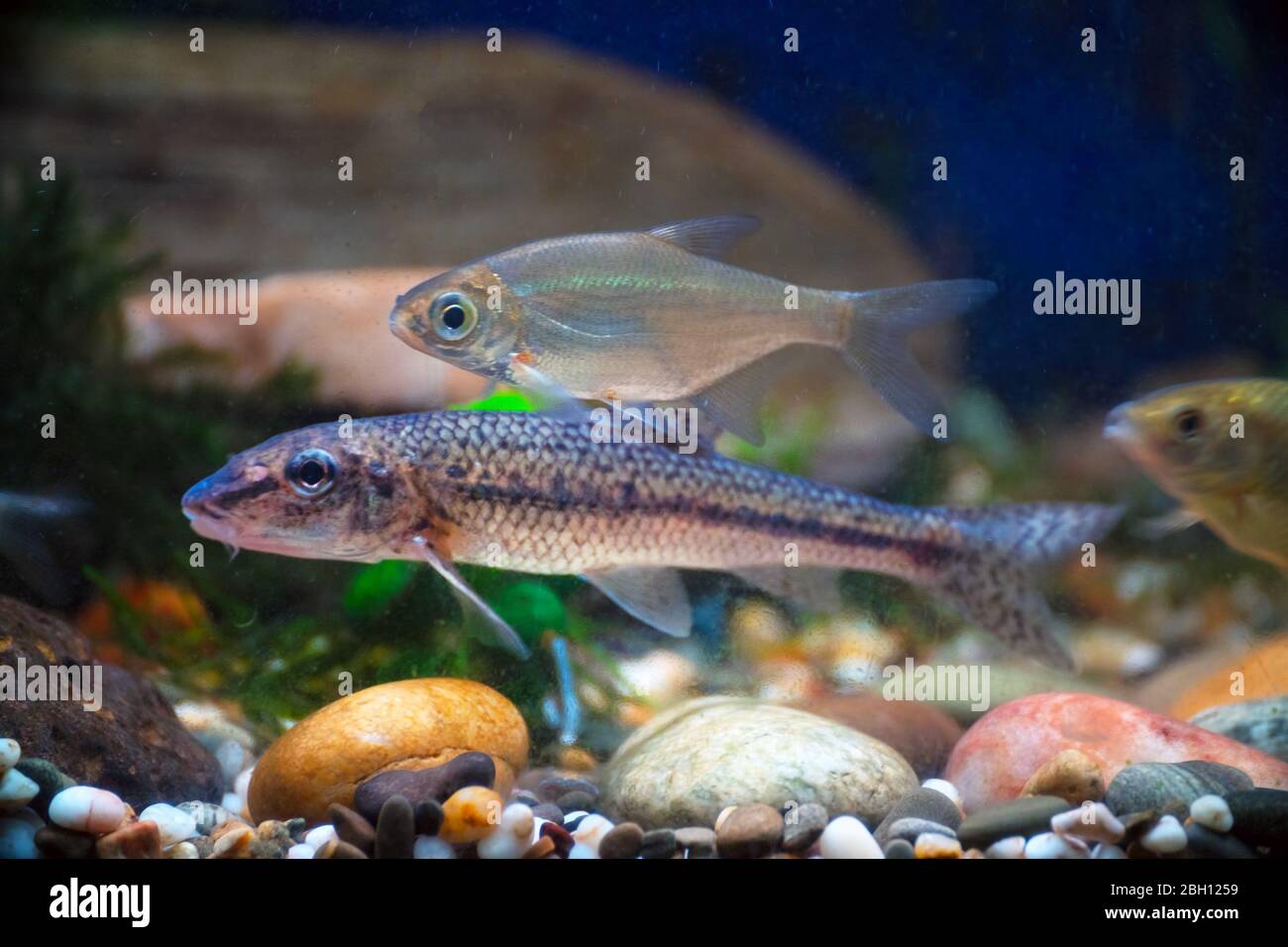 Freshwater wild gudgeon (Gobio gobio) in clear aquarium water ...