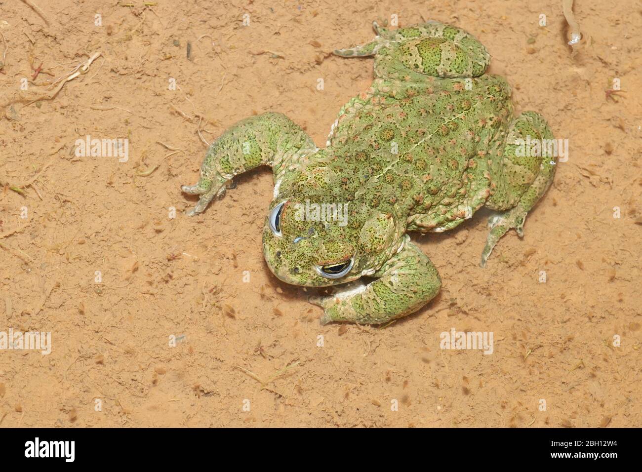 frog watch submerged in a water pond Stock Photo - Alamy