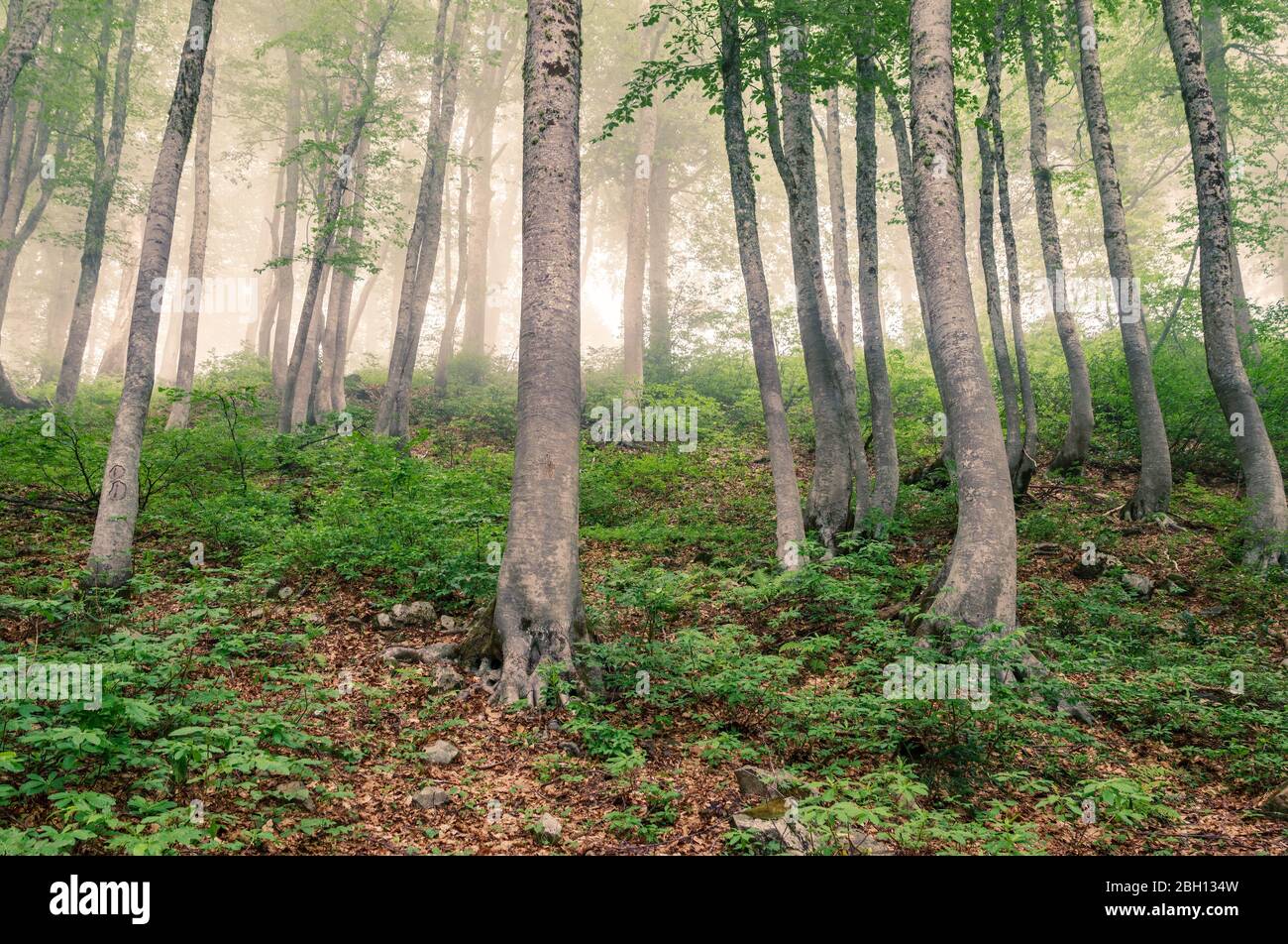 Mystical forest in heavy fog. Forest atmosphere with dense fog. A ...