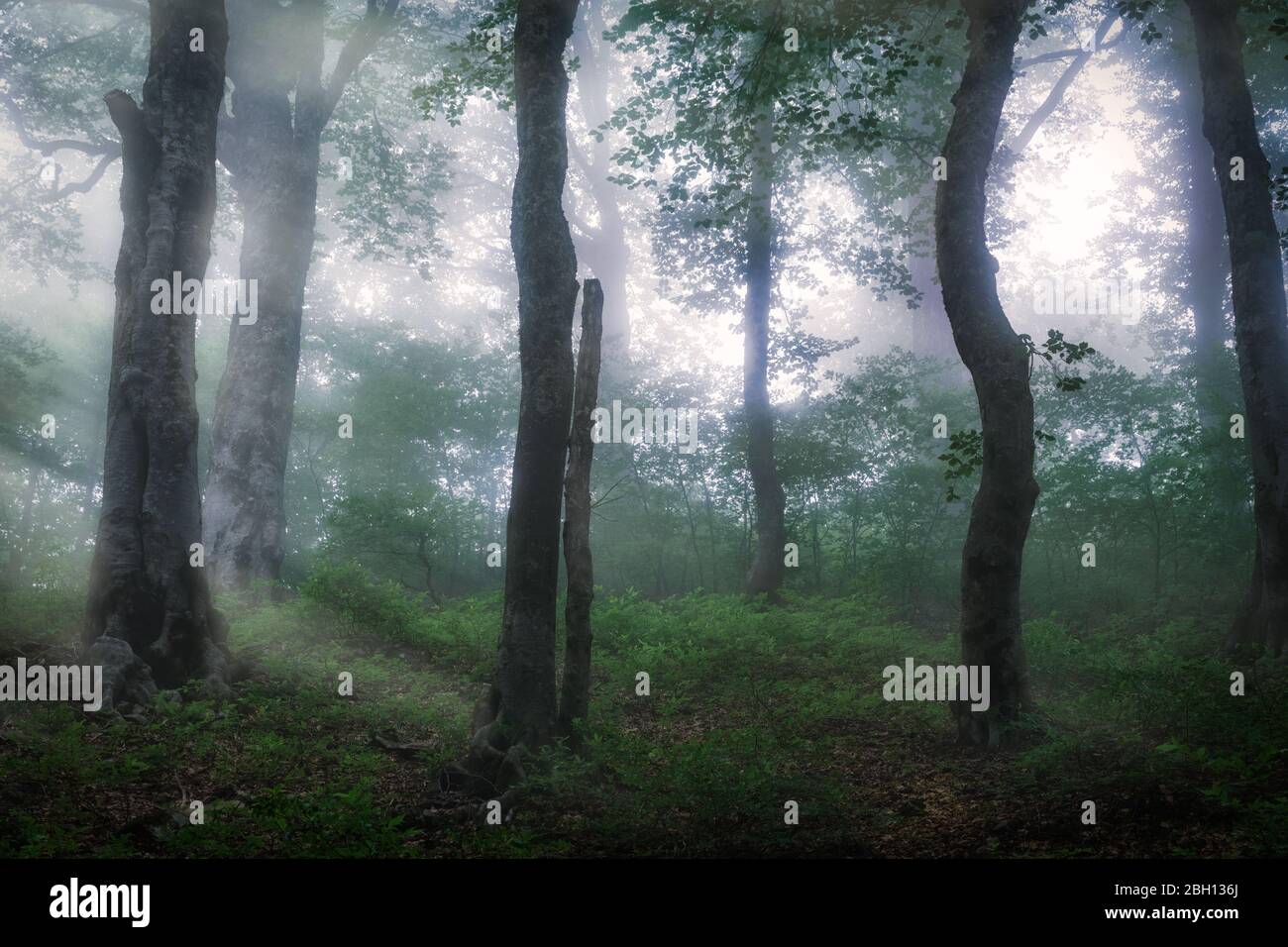 Mystical forest in heavy fog. Forest atmosphere with dense fog. A ...