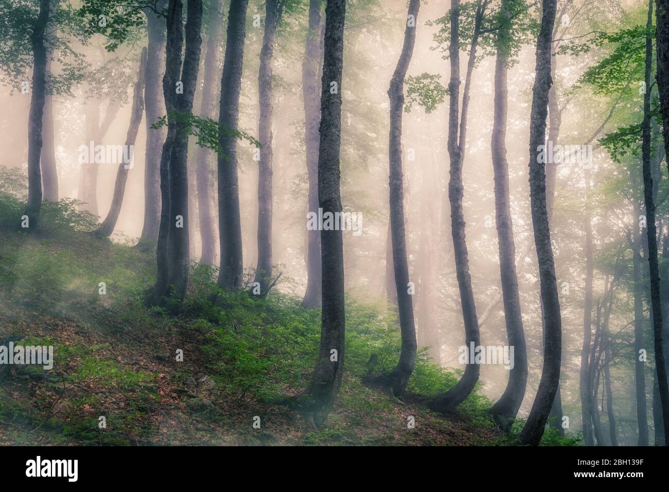 Mystical forest on a mountainside in heavy fog. Forest atmosphere with ...