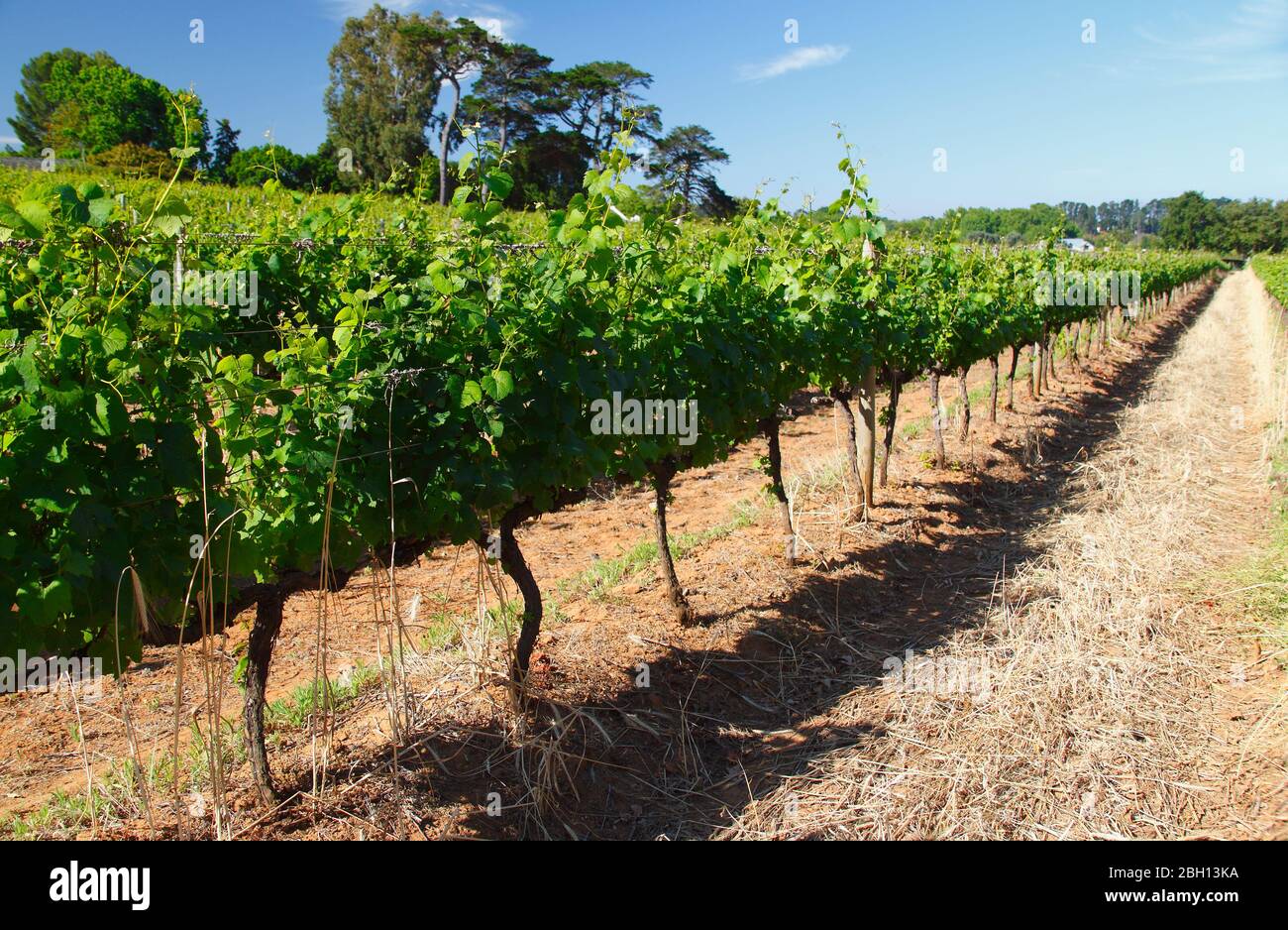 Agriculture vineyard hi-res stock photography and images - Alamy