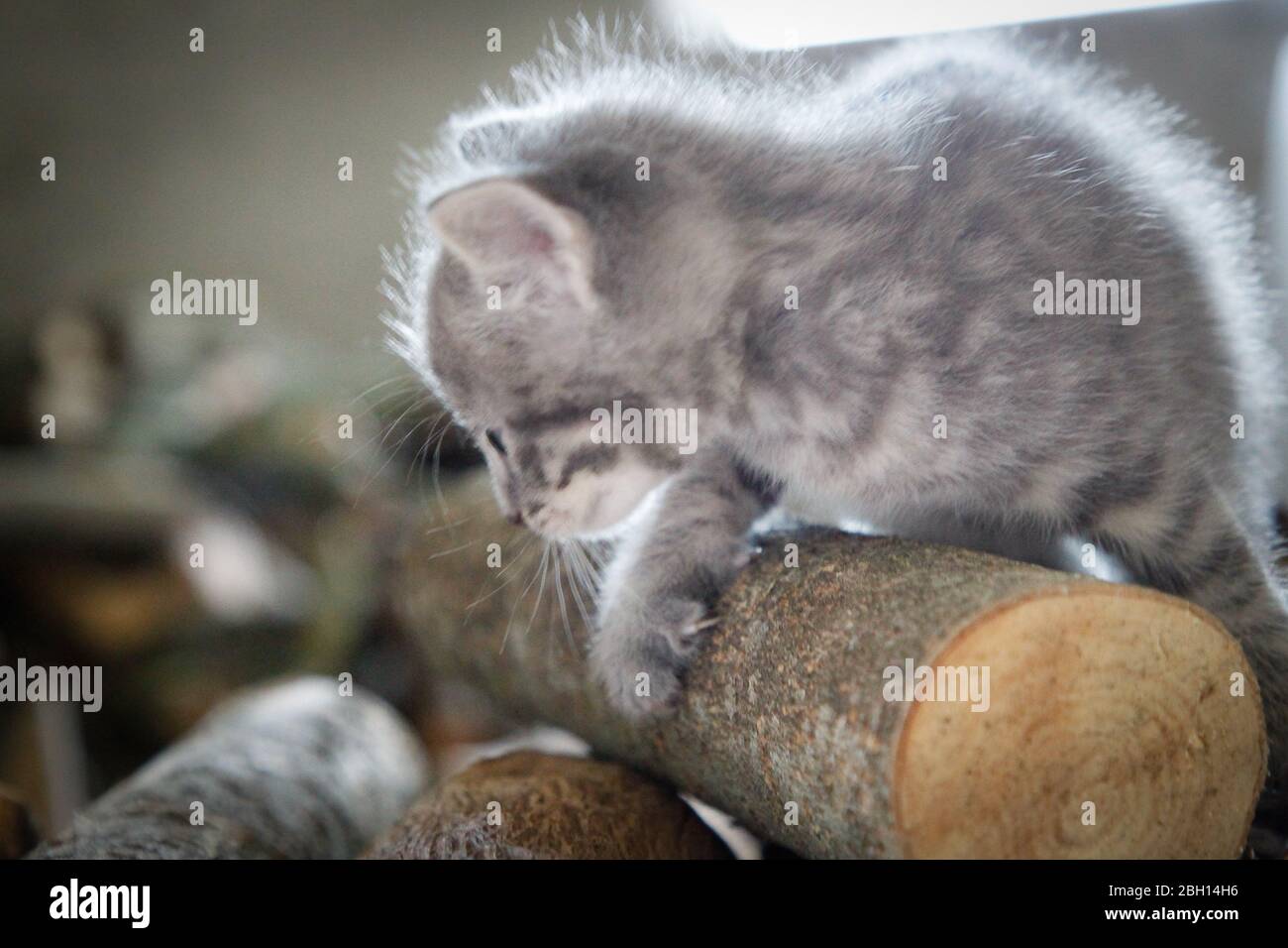 Gatto piccolo hi-res stock photography and images - Alamy
