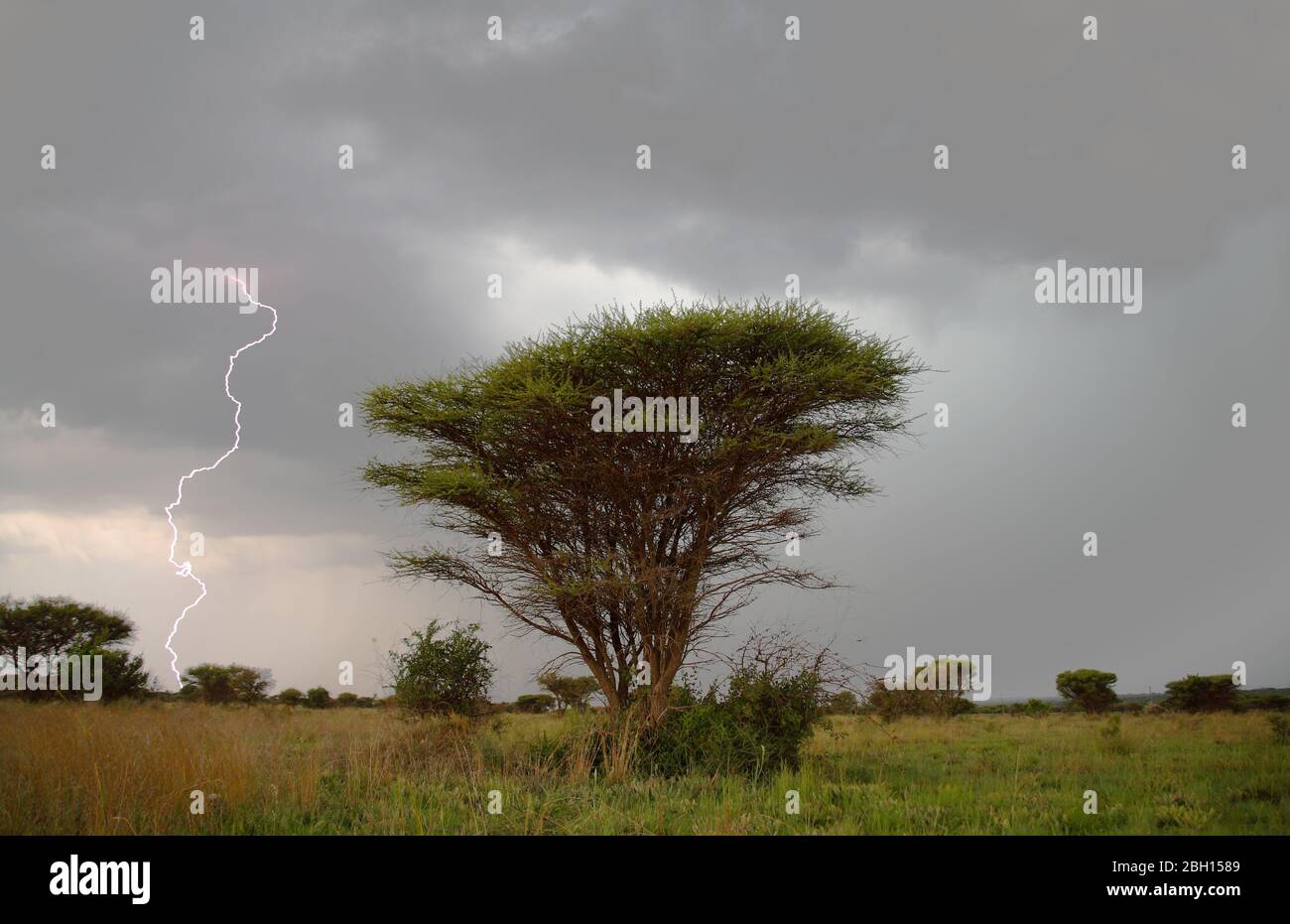 Lightning strike tree hi-res stock photography and images - Alamy