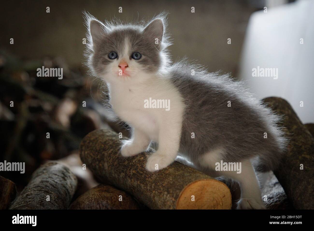 curious white and gray cat playing Stock Photo - Alamy
