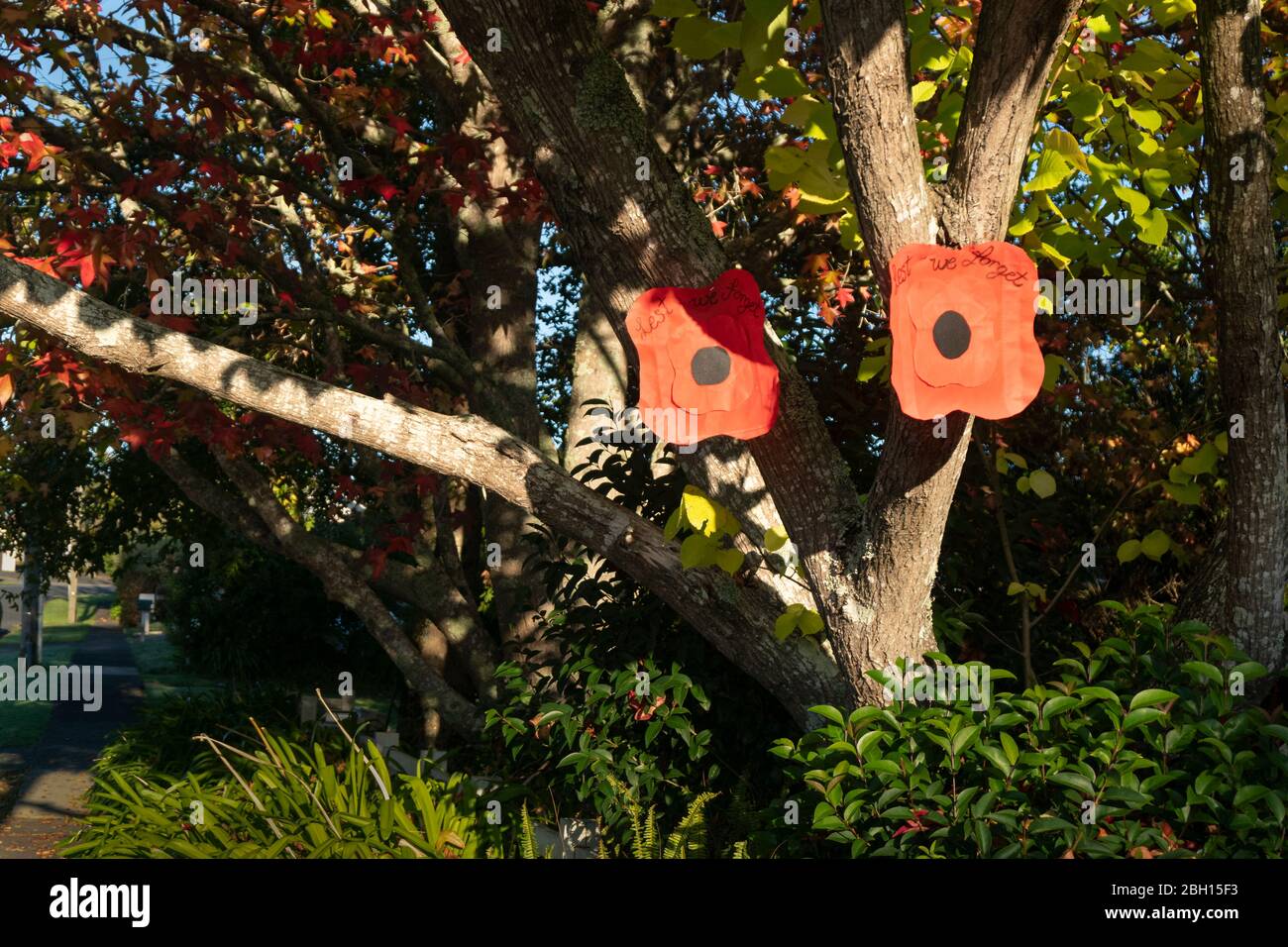 Handmade red poppies on the tree by the fence. Marking Anzac Day at ...