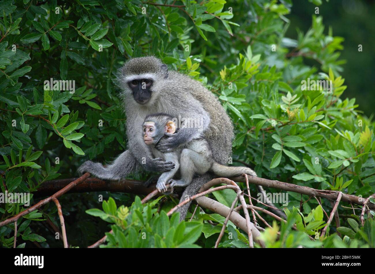 Monkey playing hi-res stock photography and images - Alamy
