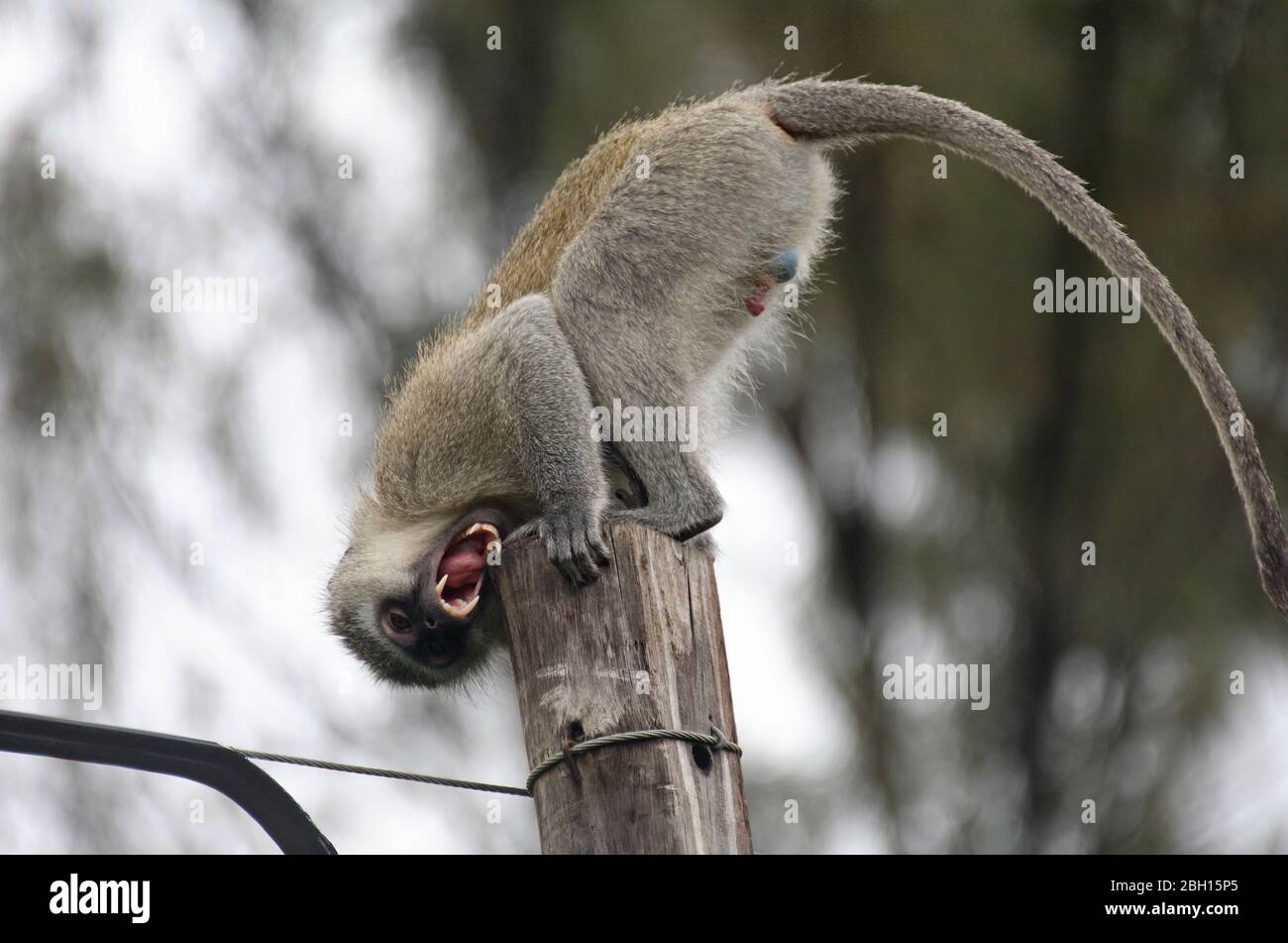 Monkey modern hi-res stock photography and images - Alamy