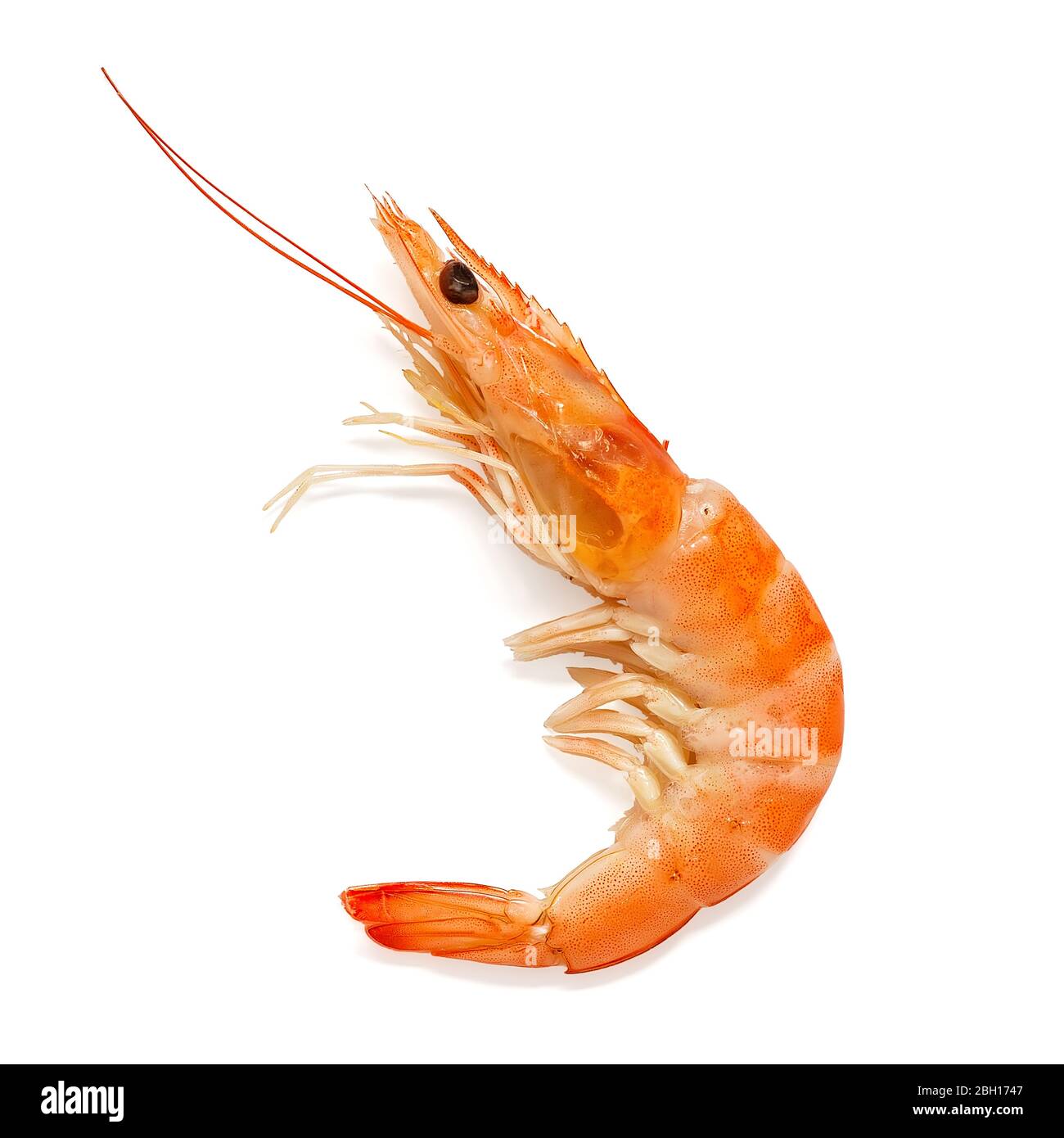 Prawn top view hi-res stock photography and images - Alamy
