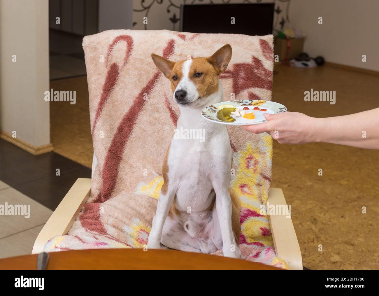 Dog animal table plate hi-res stock photography and images - Alamy