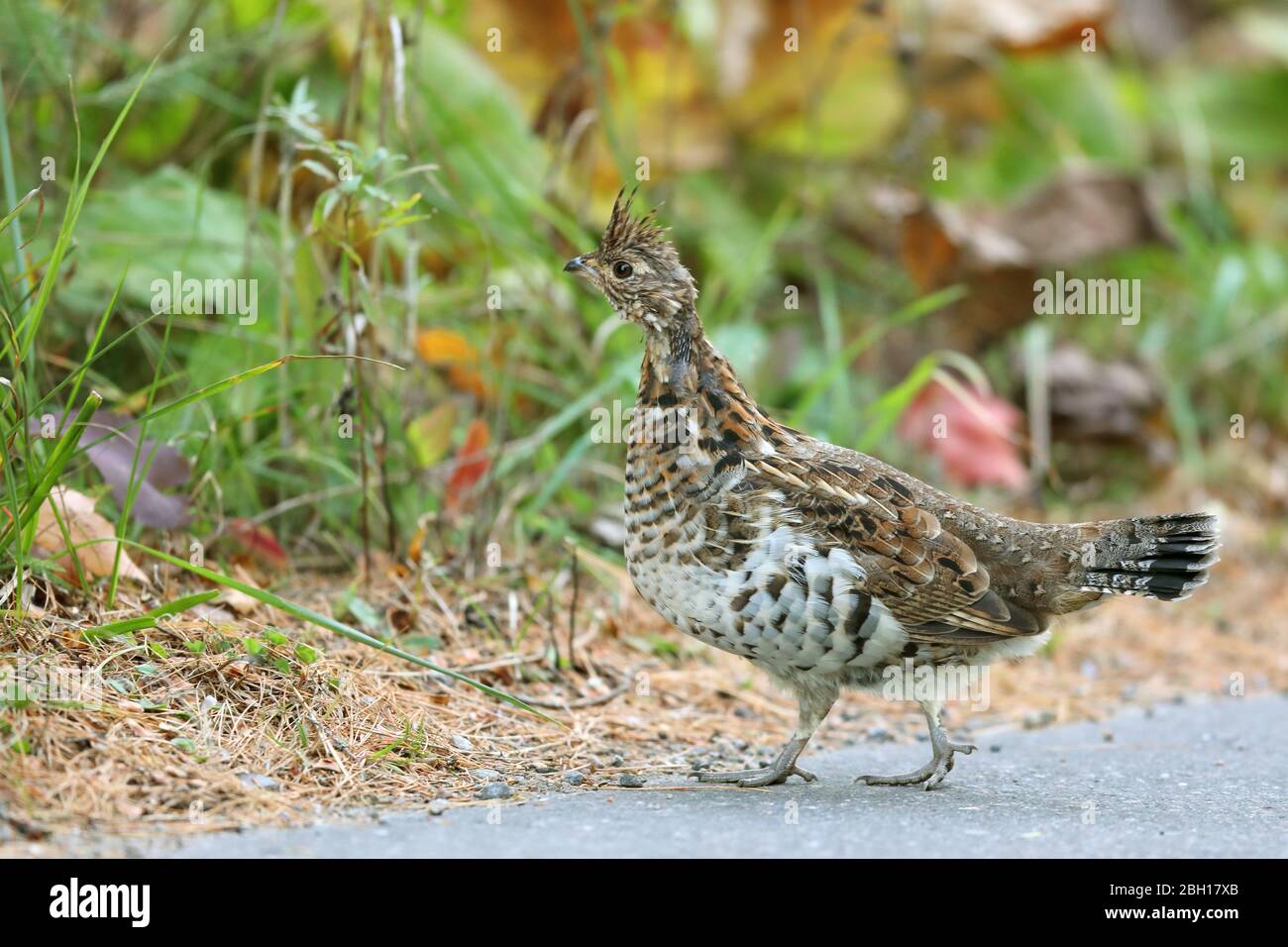 Ruffed grouse (Bonasa umbellus), stands at forest edge, Canada, Ontario ...