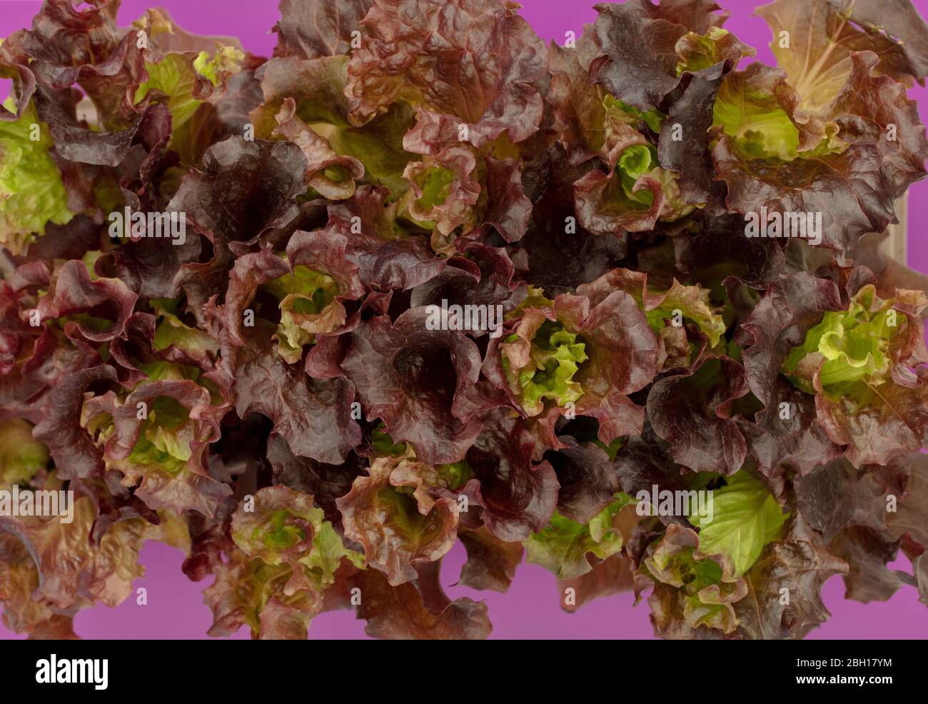 Lolla Rosso Lettuce seedlings seen from above on a plug plant tray ...