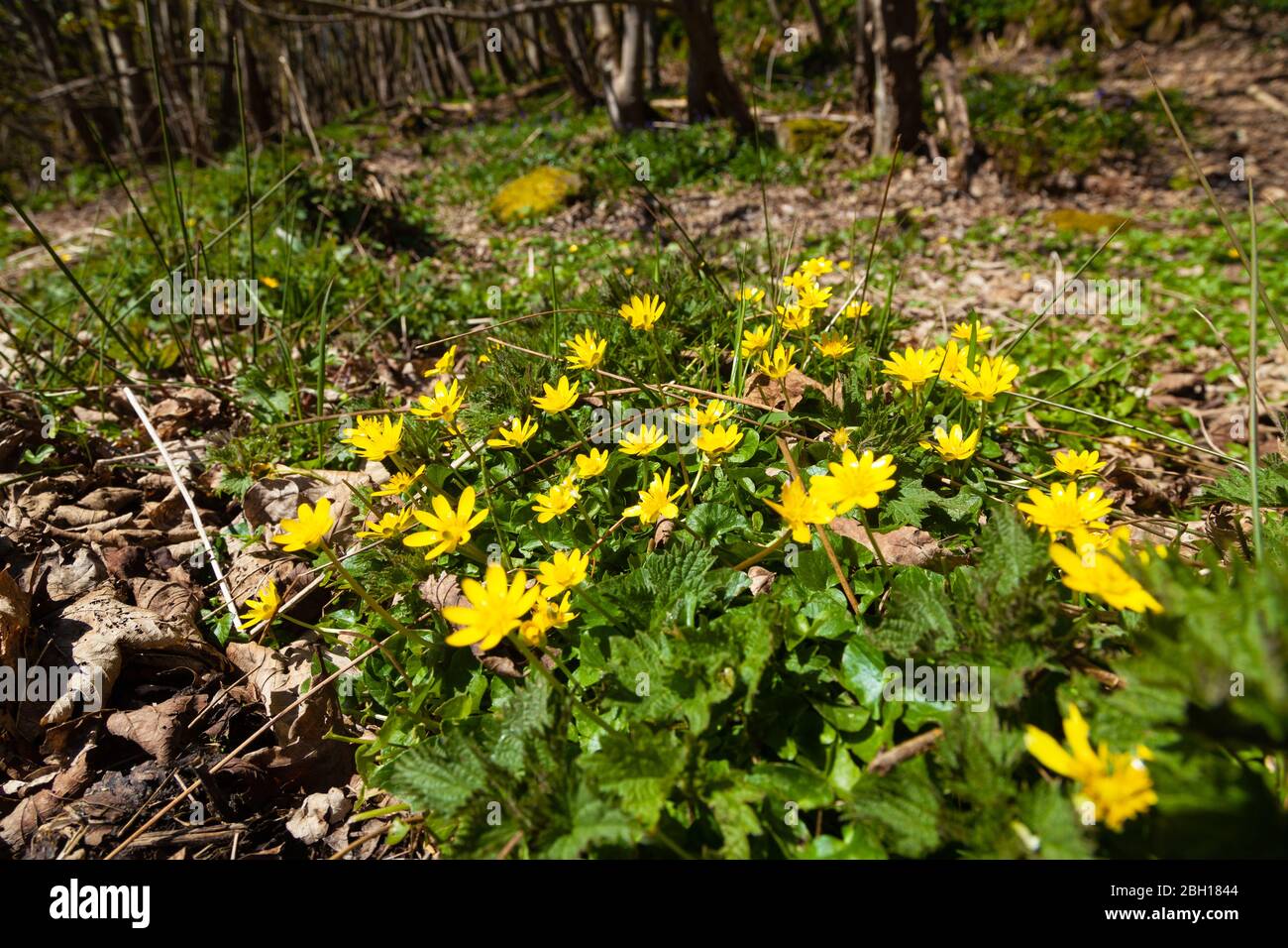 LESSER CELANDINE in a Fife Wood, Scotland UK Stock Photo - Alamy