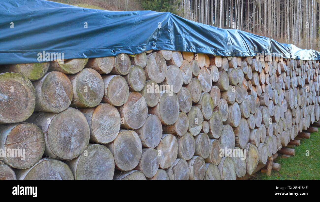 spruce logs covered with foil in a forest, Germany Stock Photo - Alamy