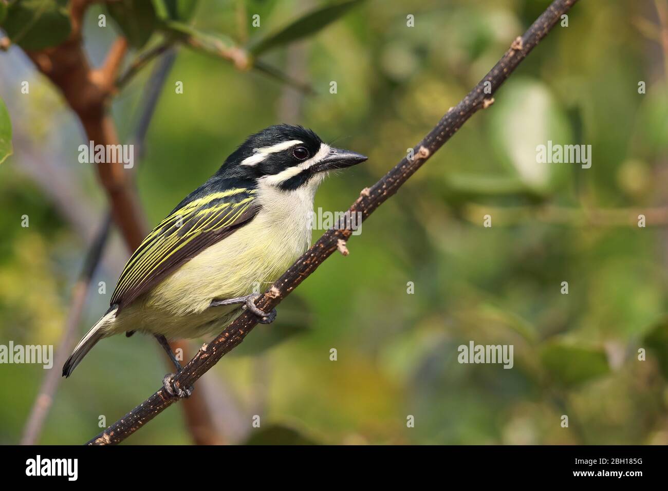 Tinkerbirds hi-res stock photography and images - Alamy