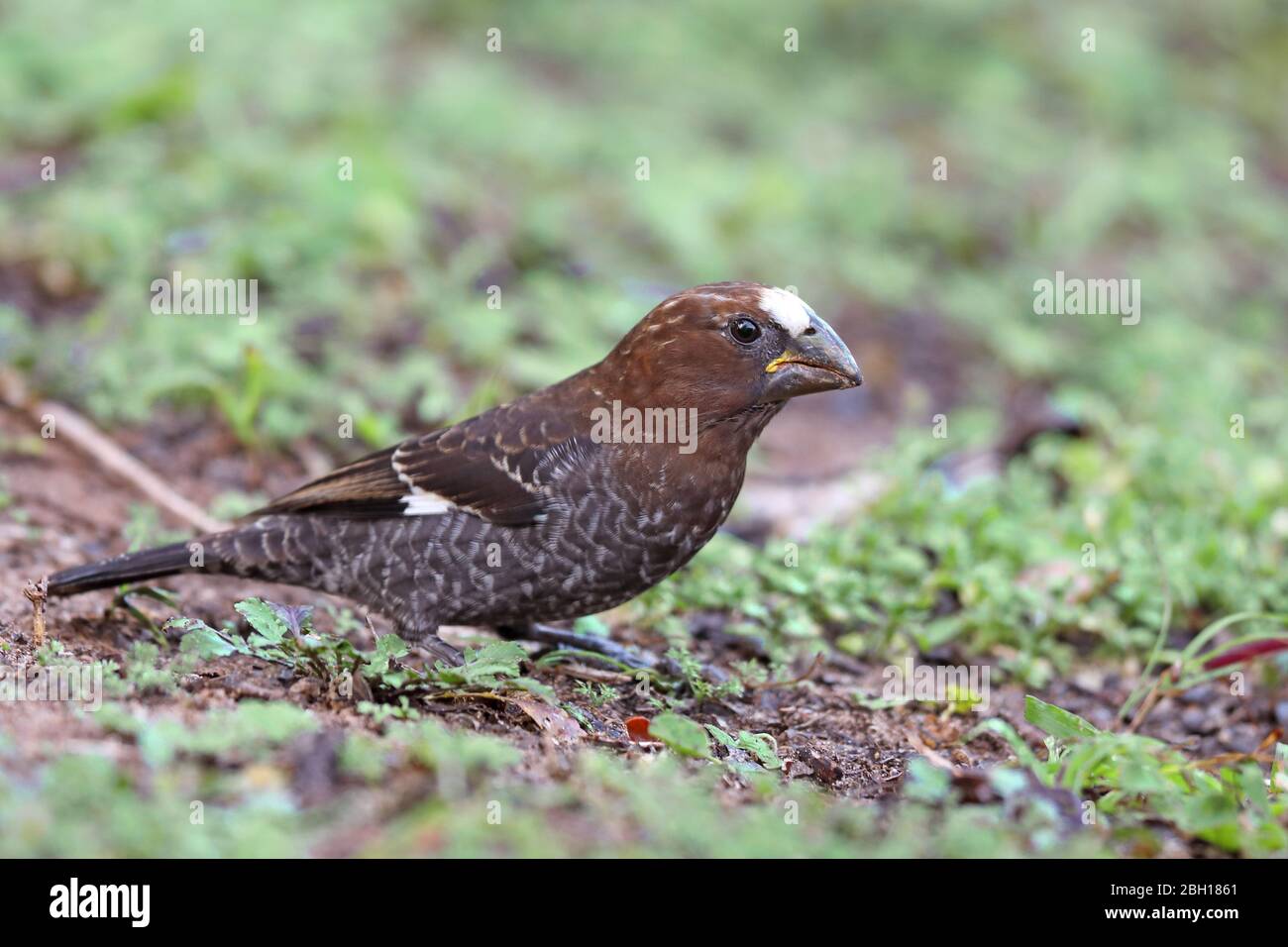 Isimangaliso Wetland Park Bird High Resolution Stock Photography and ...