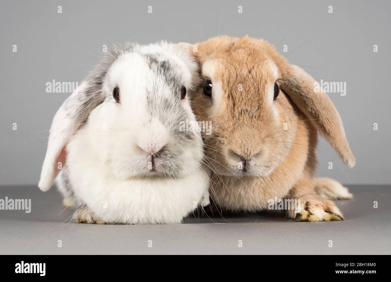 Bunny Pals, UK Stock Photo - Alamy
