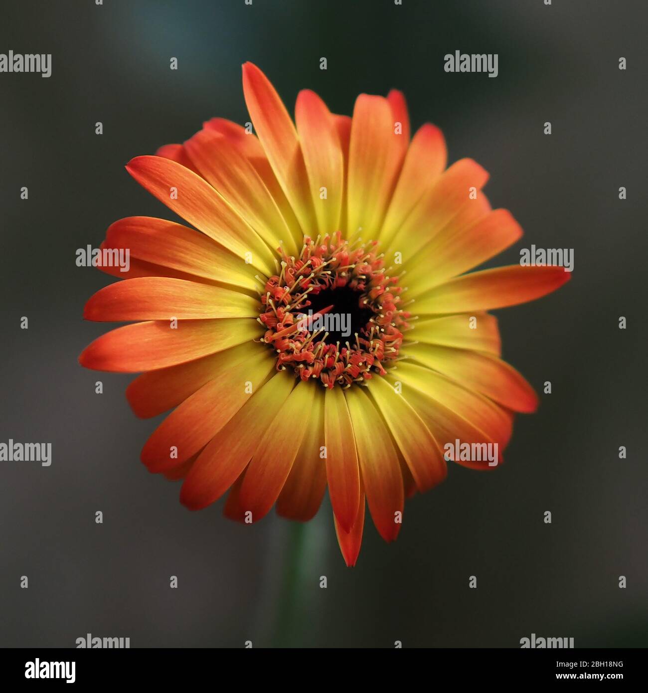 Gerbera sweet sunset hi-res stock photography and images - Alamy