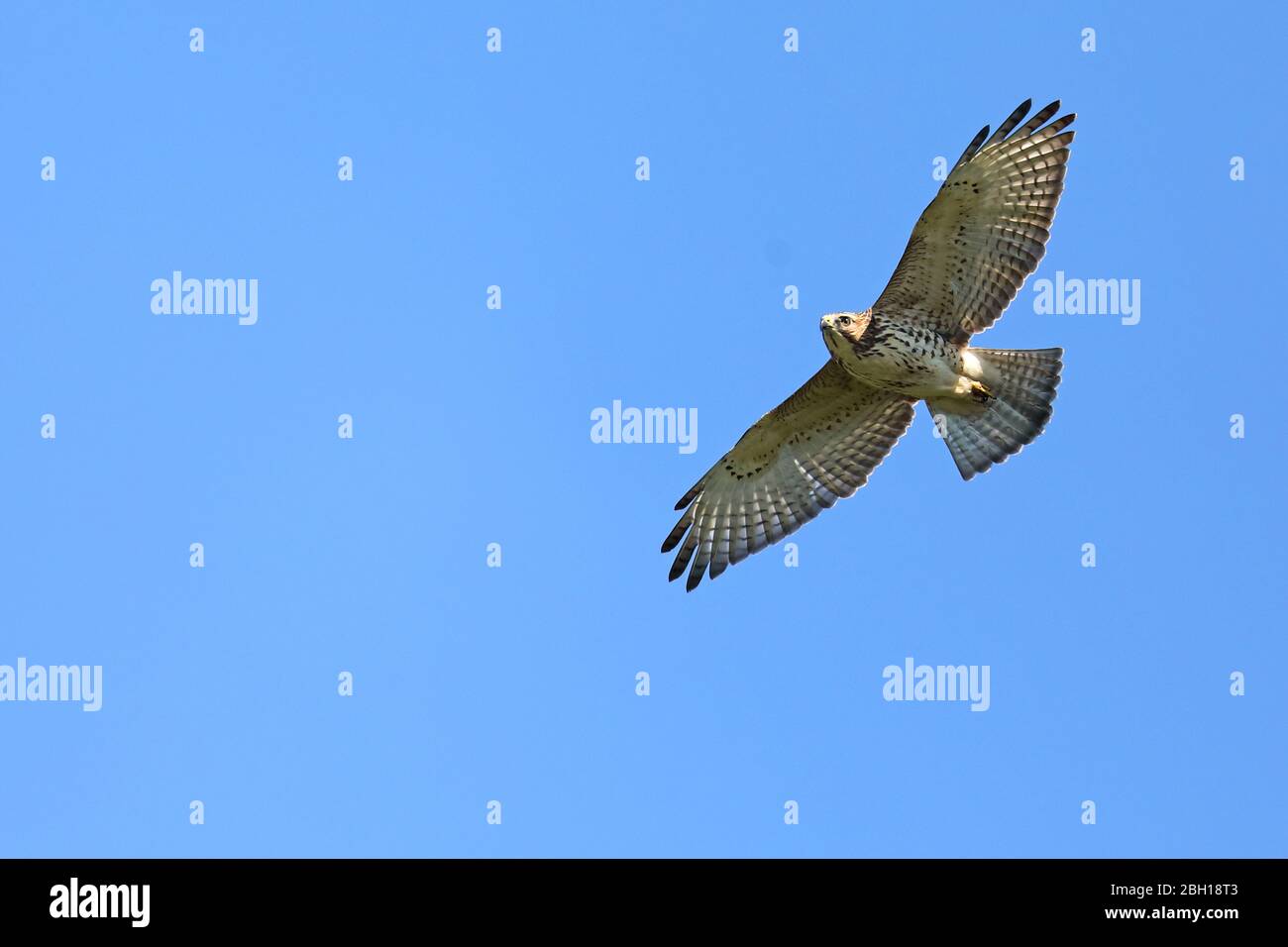 broad-winged hawk (Buteo platypterus), in flight, Canada, Ontario ...