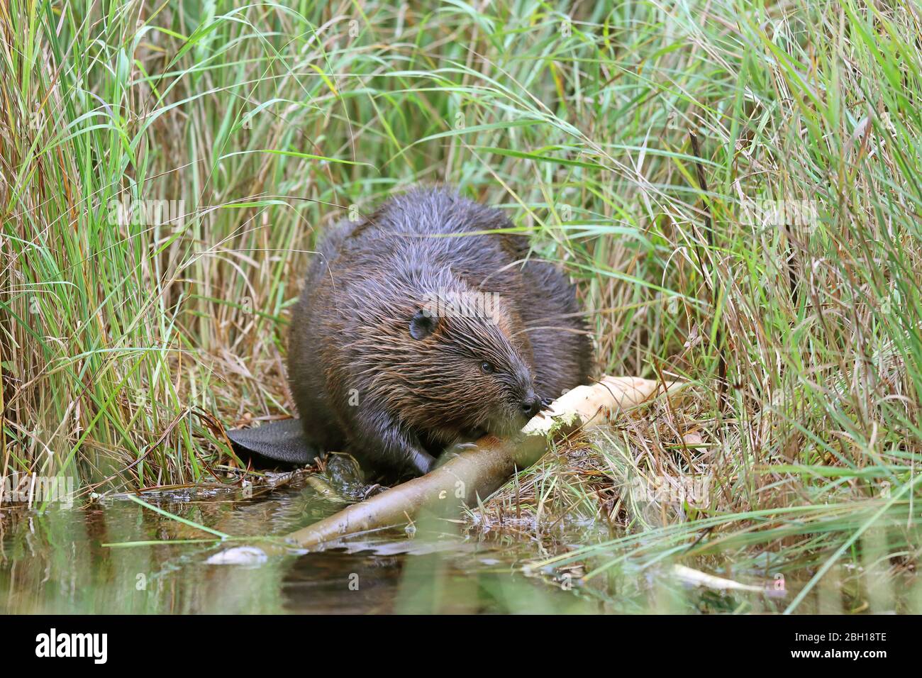 American beaver canadian beaver canadensis hi-res stock photography and ...