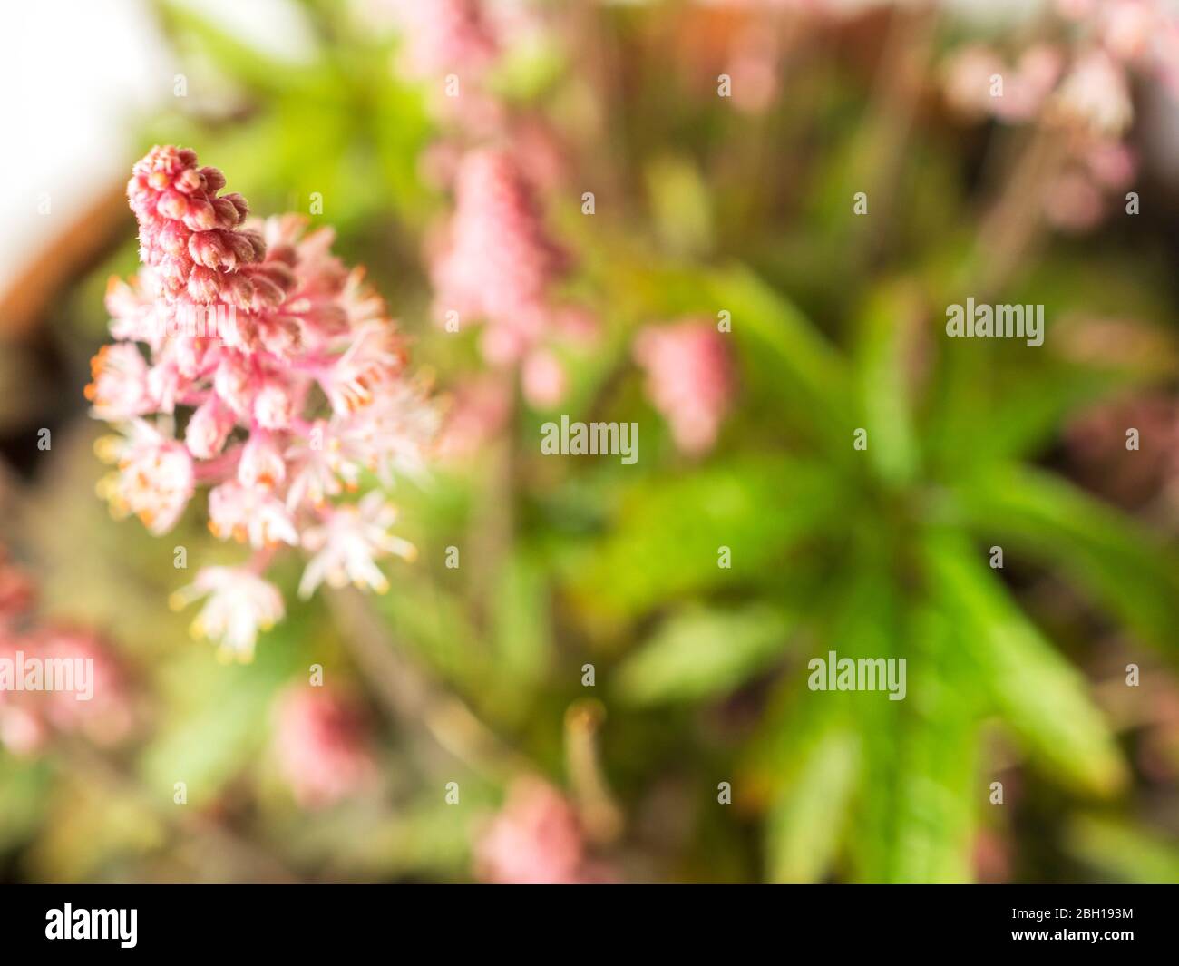 Tiarella hi-res stock photography and images - Alamy