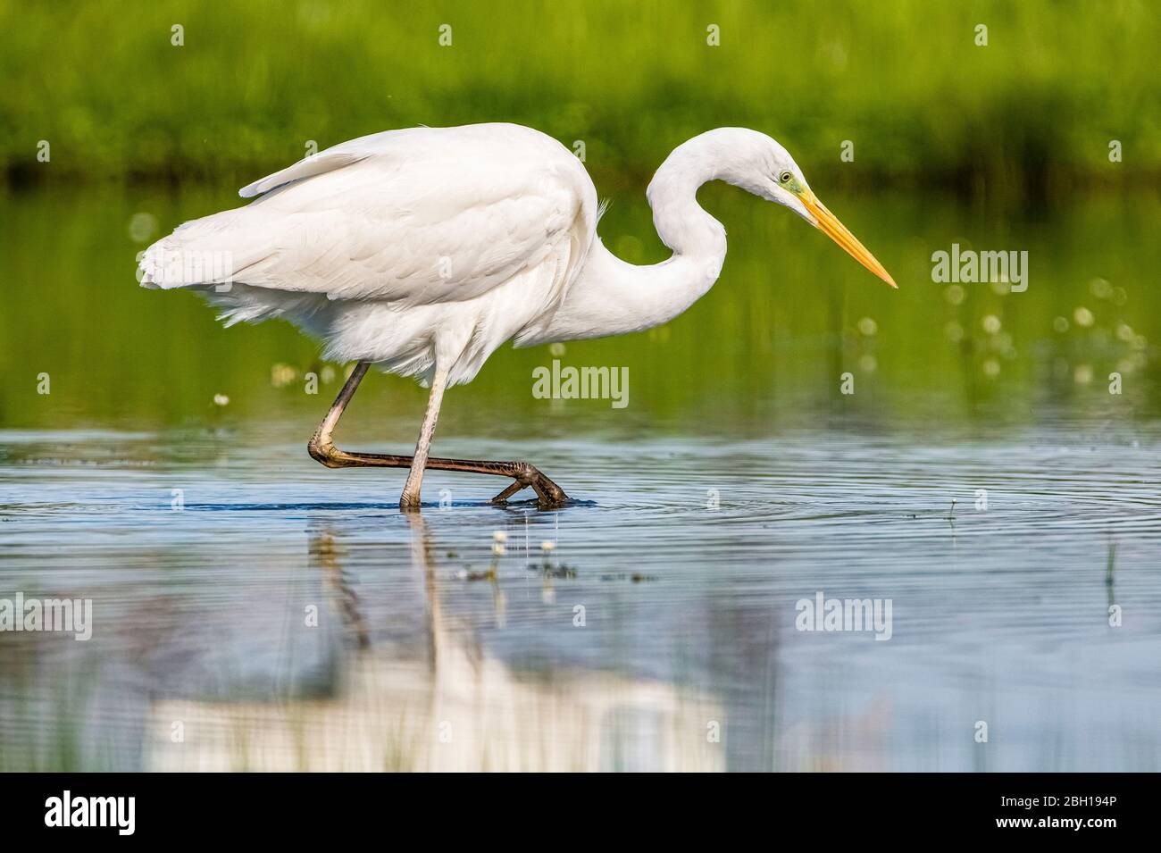 Airone bianco uccello hi-res stock photography and images - Alamy