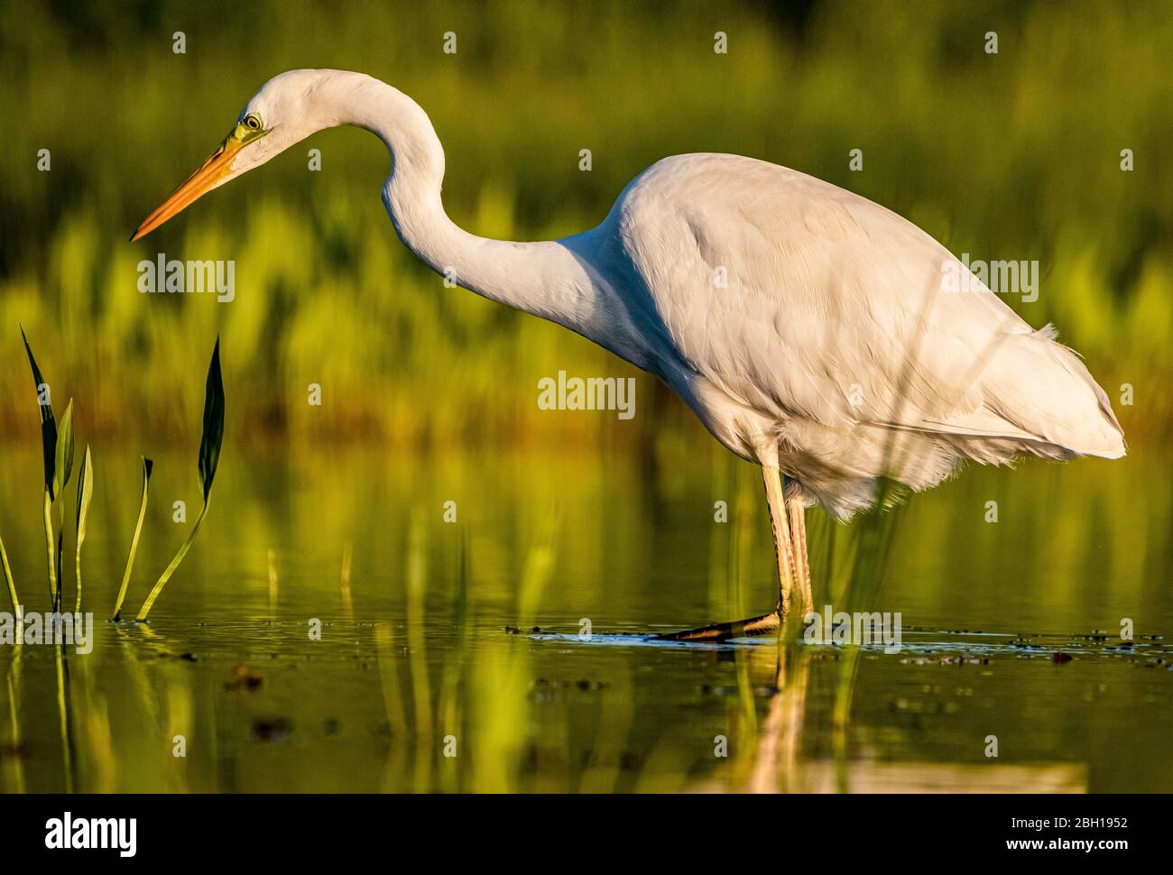 Po uccello hi-res stock photography and images - Alamy