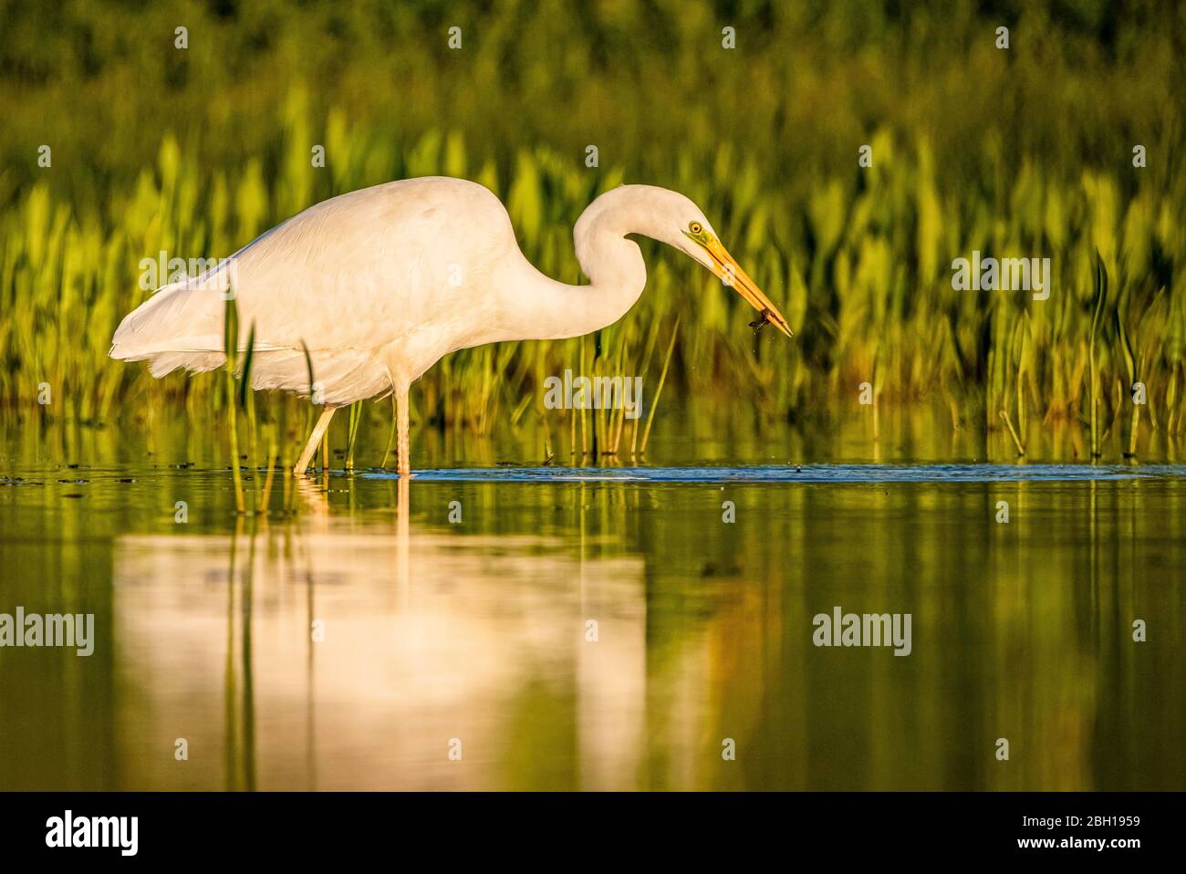 Po uccello hi-res stock photography and images - Alamy