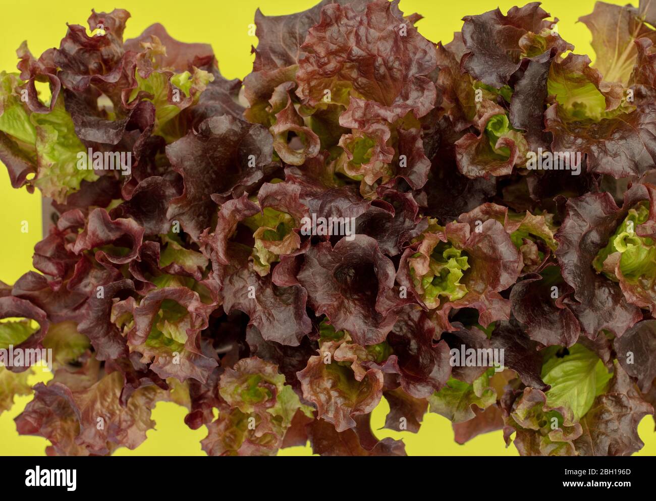 Lolla Rosso Lettuce seedlings seen from above on a plug plant tray ...