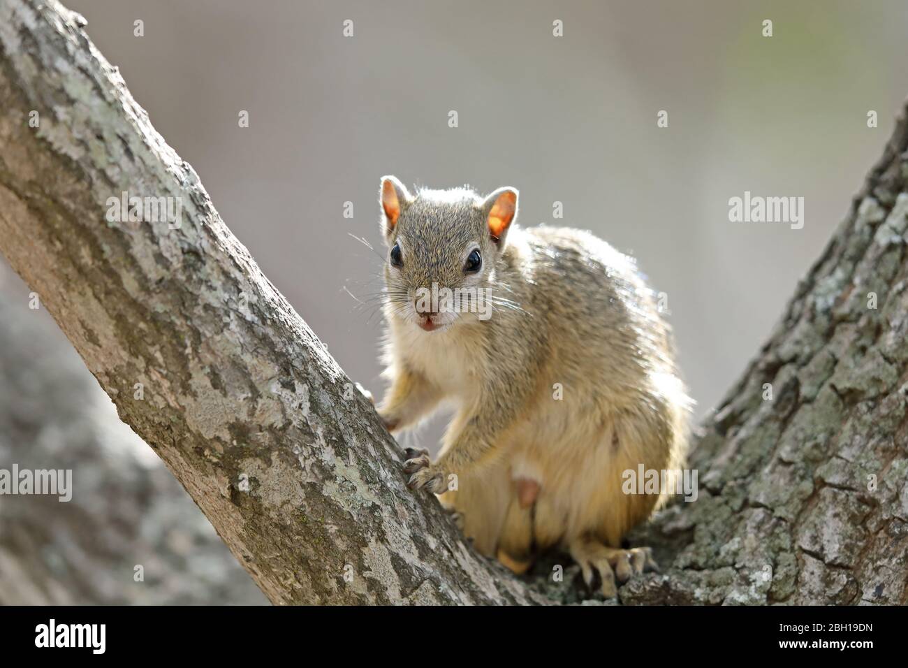 African Bush Squirrel High Resolution Stock Photography and Images - Alamy