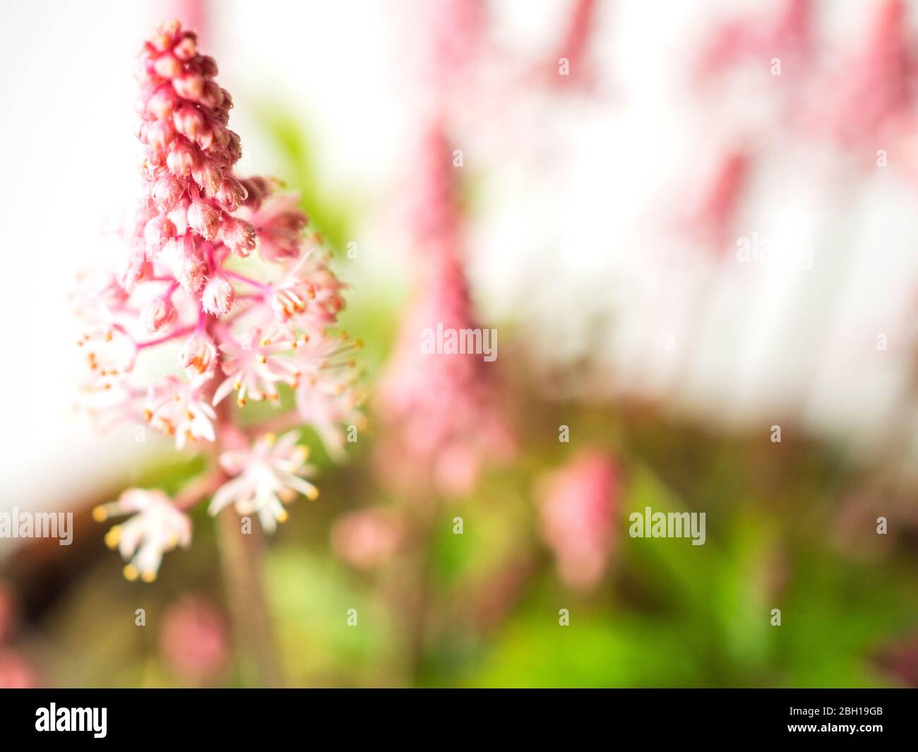 Pink flower spikes hi-res stock photography and images - Alamy