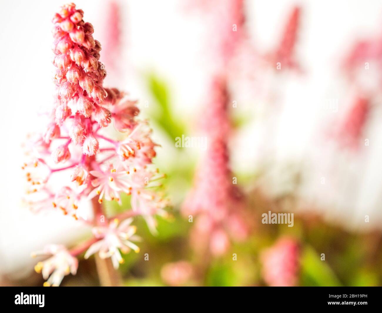 Pink flower spikes hi-res stock photography and images - Alamy
