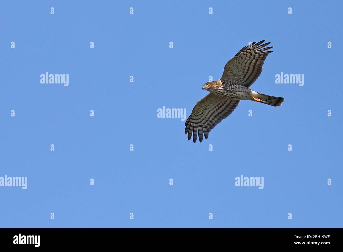 Sharp-shinned hawk (Accipiter striatus), in flight at migration, Canada ...