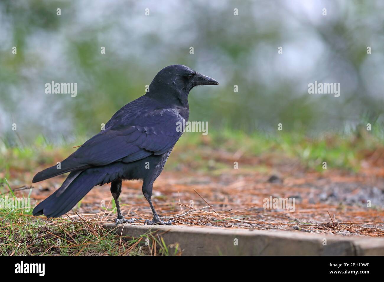 American crow (Corvus brachyrhynchos), American crow stands on the ...