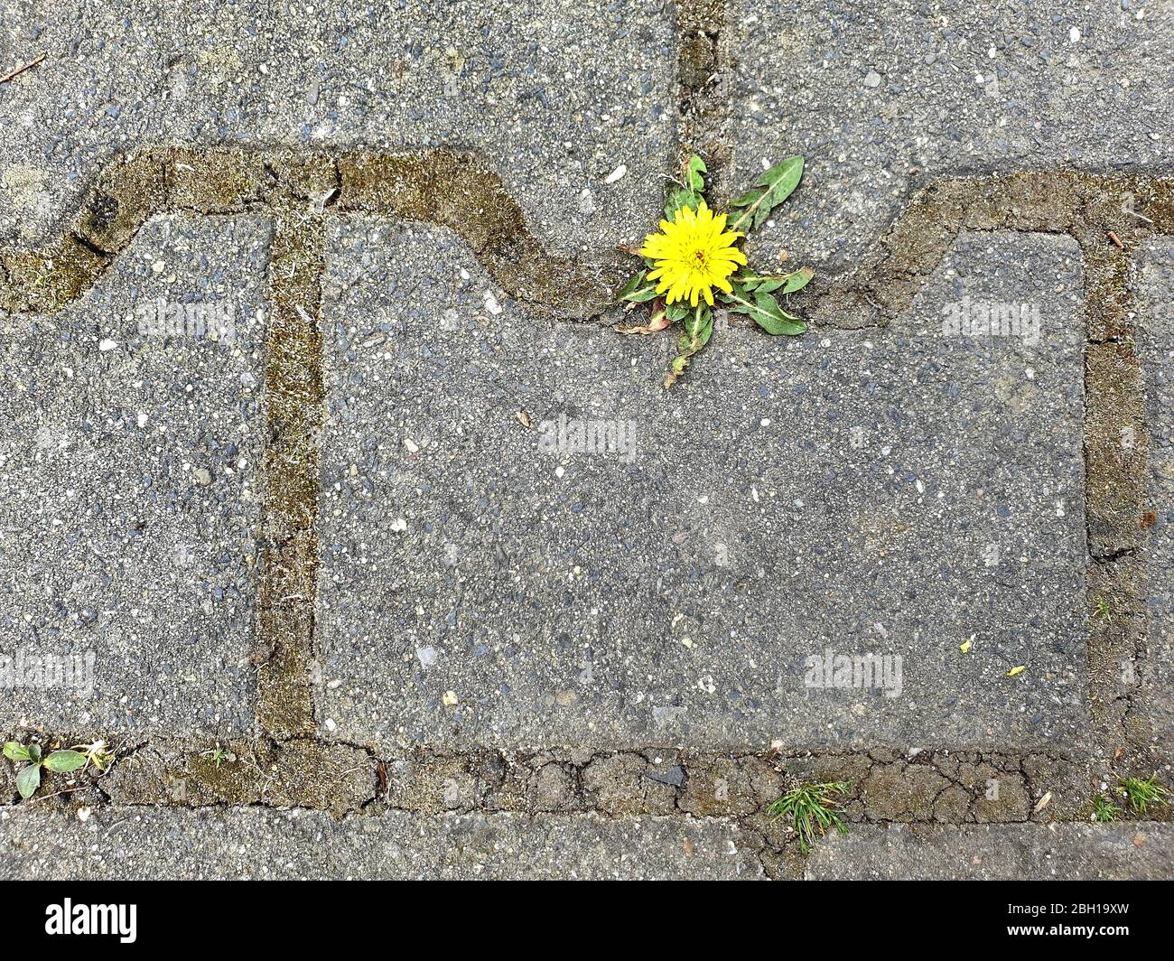 Cracks pavement weeds hi-res stock photography and images - Alamy