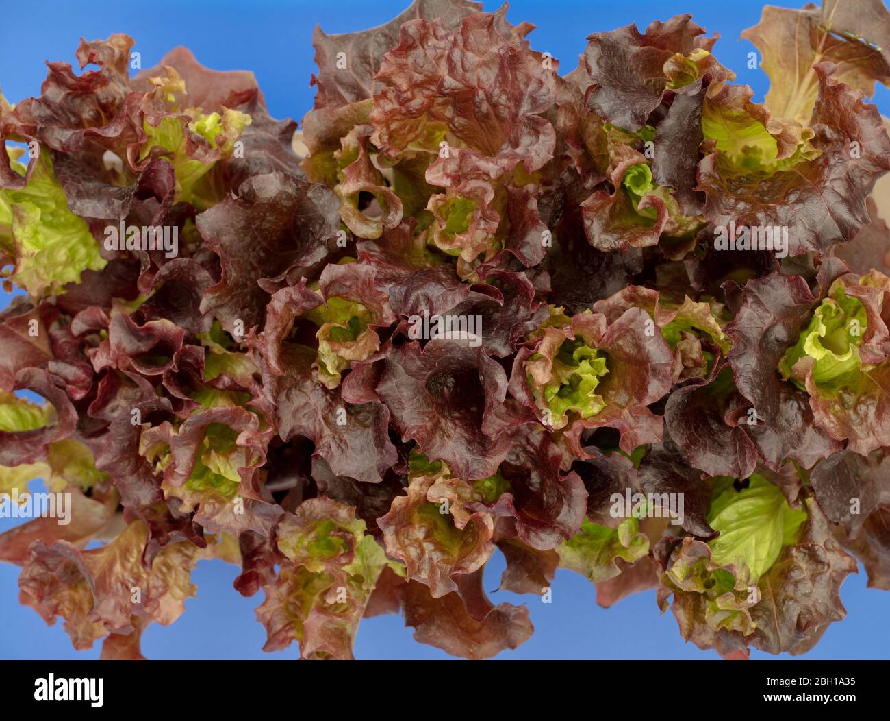 Lolla Rosso Lettuce seedlings seen from above on a plug plant tray ...