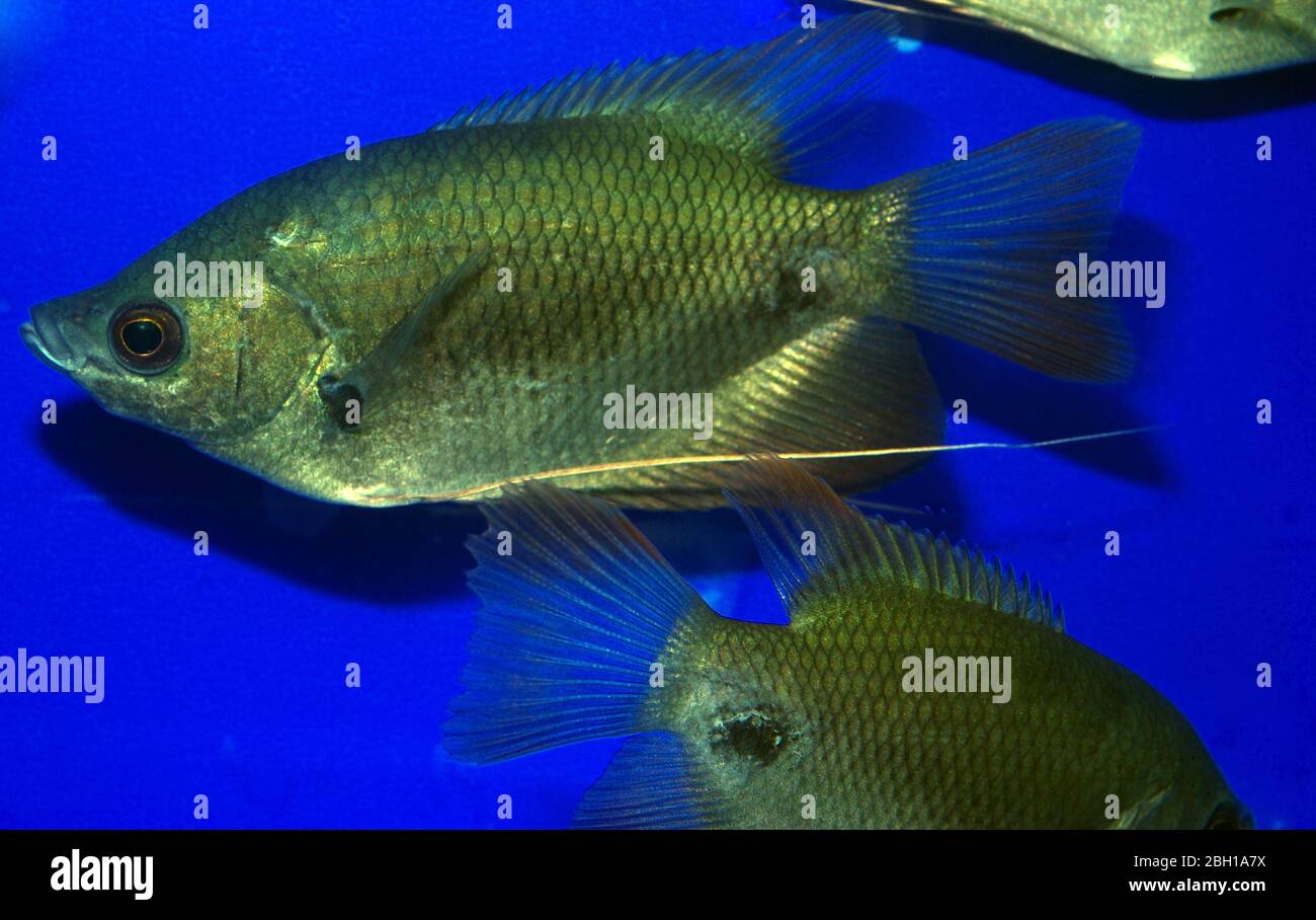 Juvenile Giant red tailed gourami, Osphronemus laticlavius Stock Photo ...
