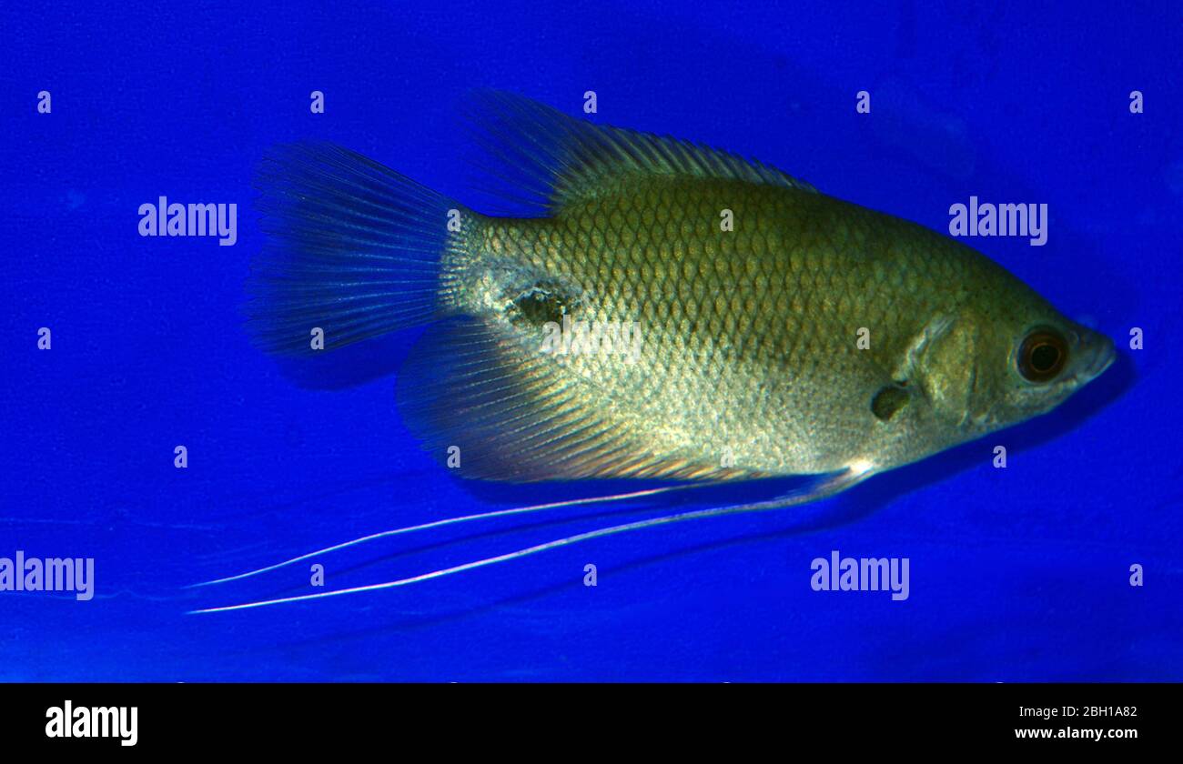 Juvenile Giant red tailed gourami, Osphronemus laticlavius Stock Photo ...