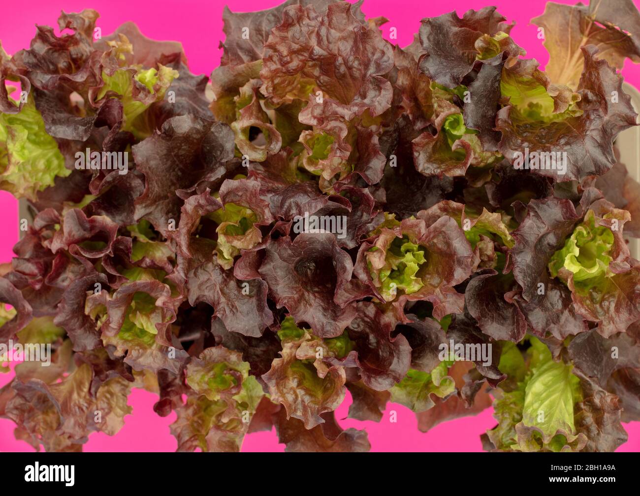 Lolla Rosso Lettuce seedlings seen from above on a plug plant tray ...