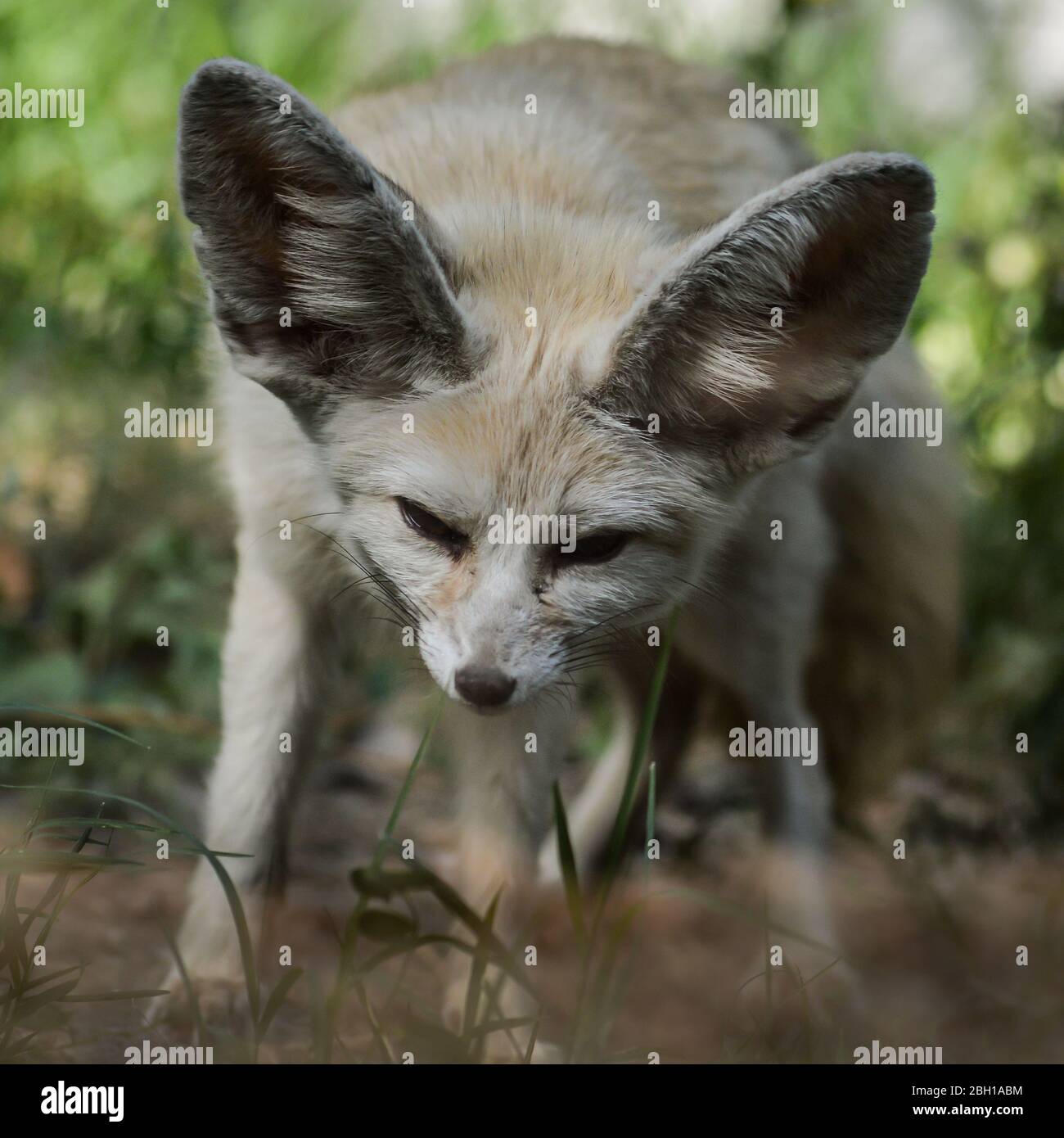 Portrait of a little Fennec fox standing in the grass (Vulpes zerda ...