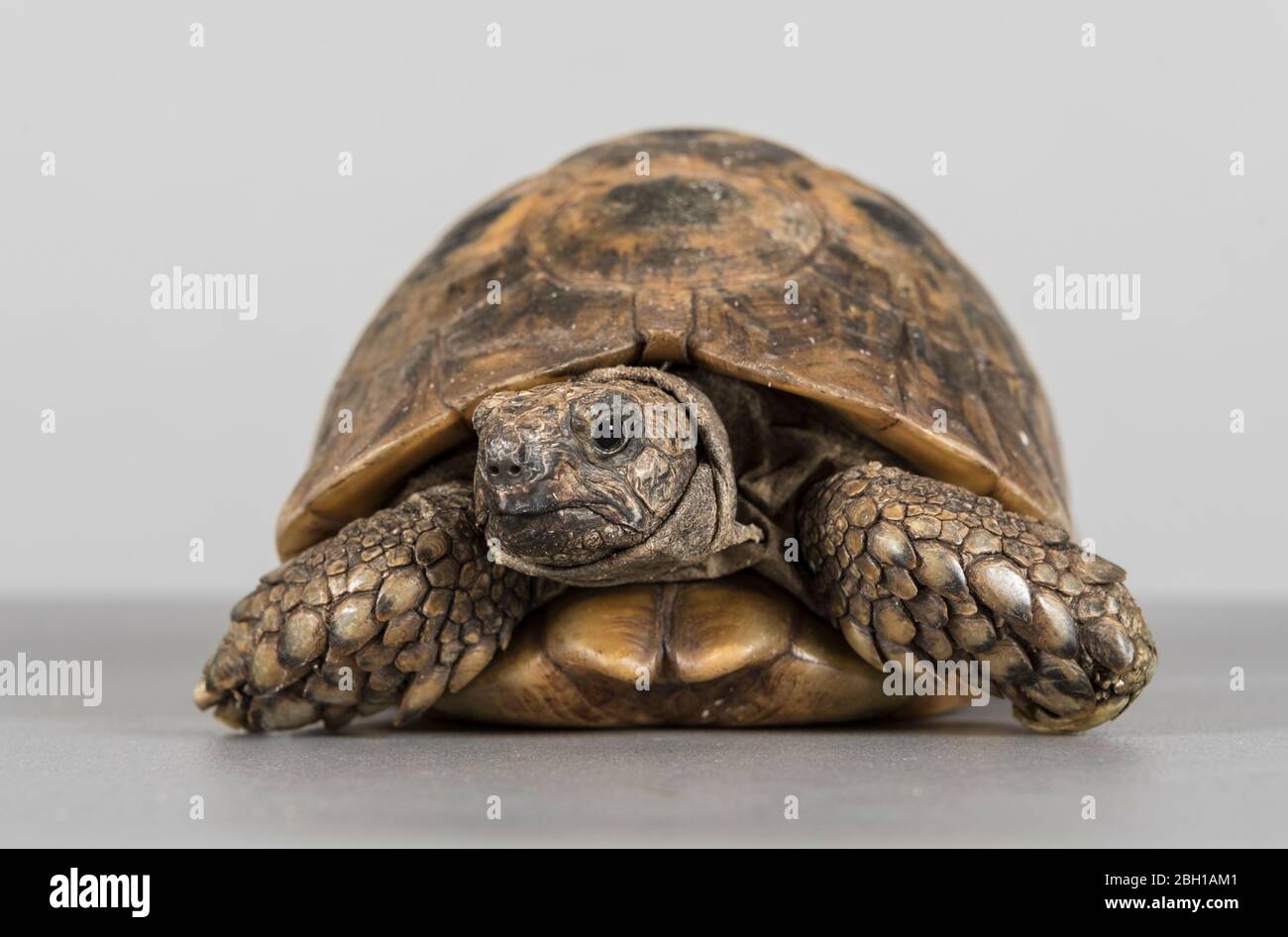 Tortoise shell colour hi-res stock photography and images - Alamy