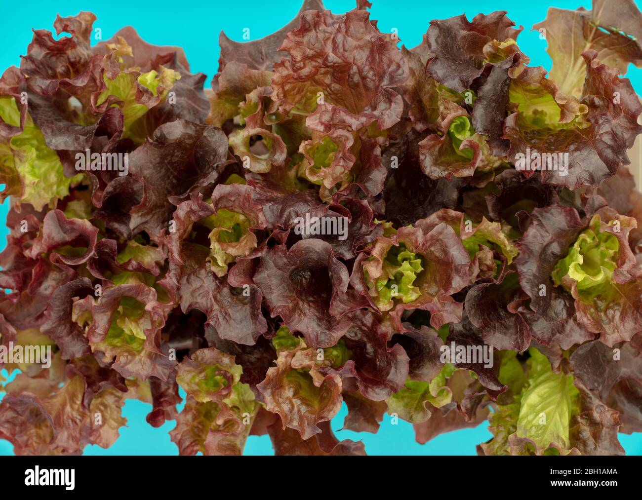 Lolla Rosso Lettuce seedlings seen from above on a plug plant tray ...