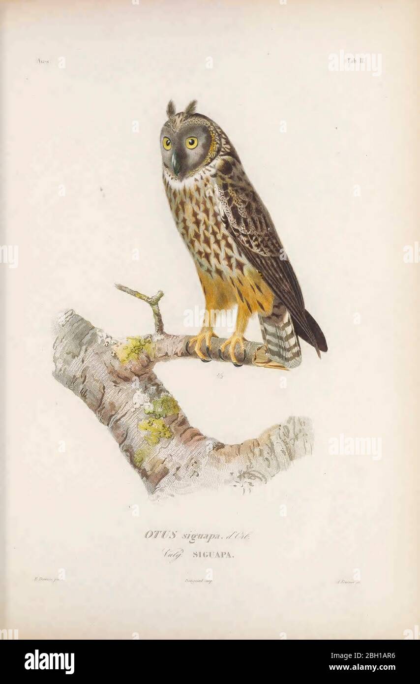 Upperparts blackish brown hi-res stock photography and images - Alamy