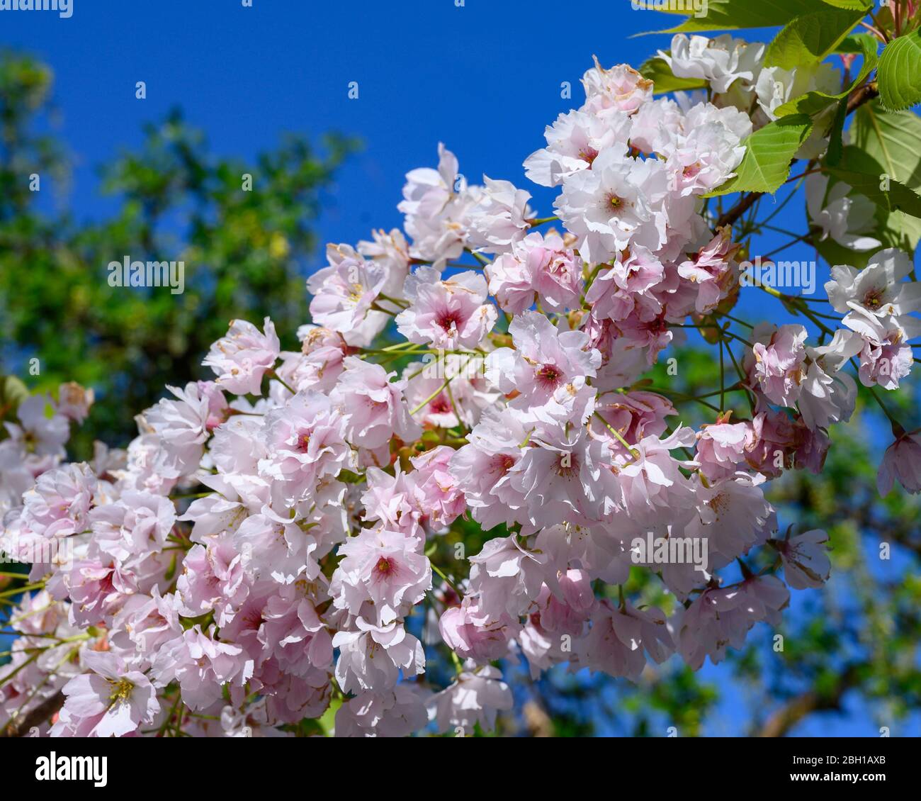 Cherry tree spring pink blossom, Swinton, Manchester Stock Photo - Alamy