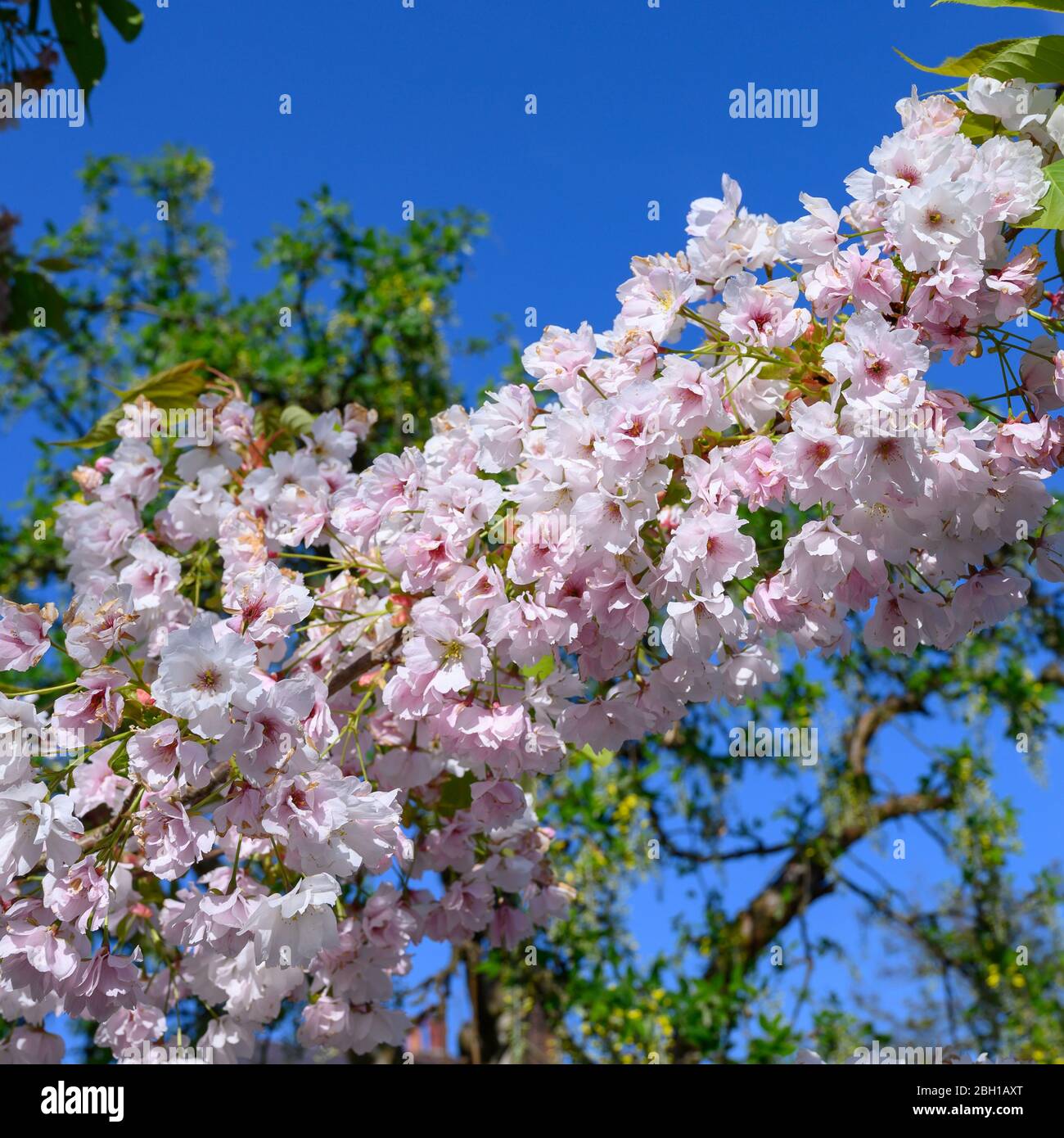Cherry tree spring pink blossom, Swinton, Manchester Stock Photo - Alamy