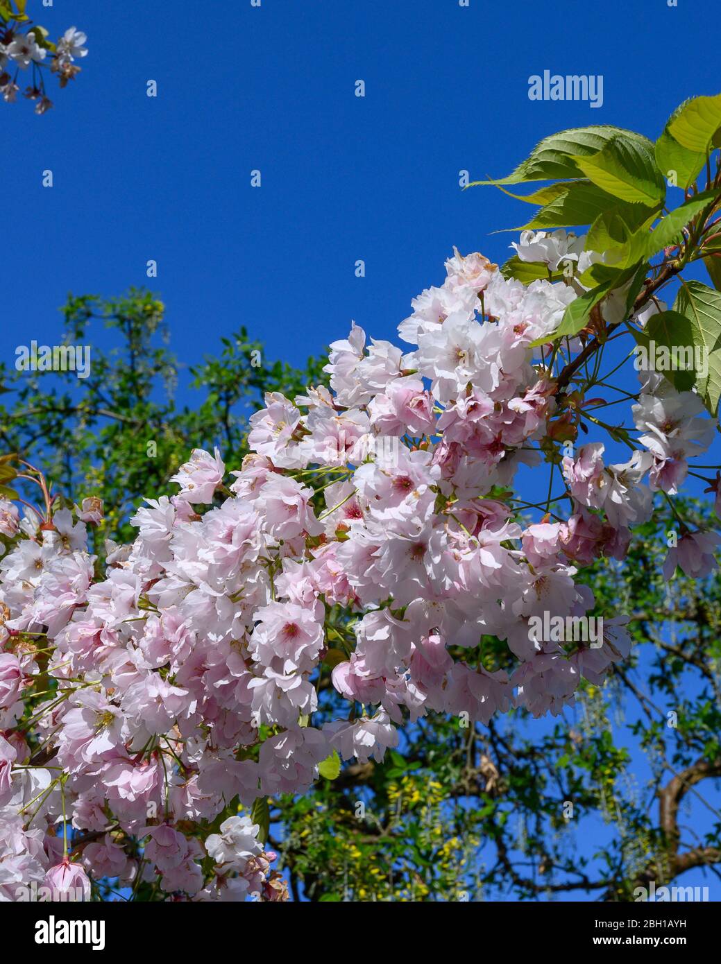 Cherry tree spring pink blossom, Swinton, Manchester Stock Photo - Alamy