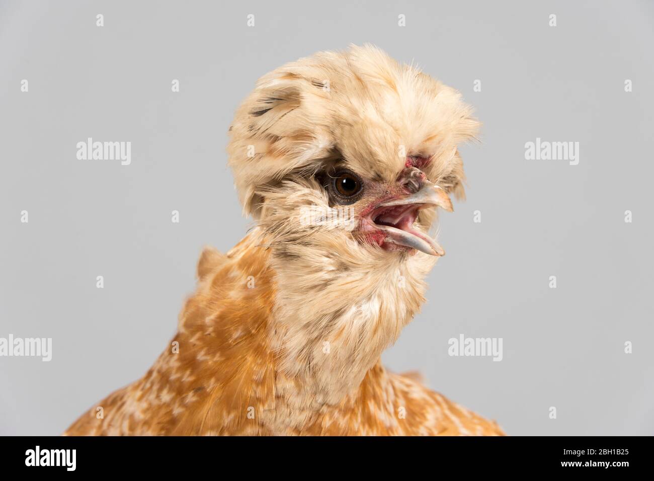 Female polish crested chicken, UK Stock Photo - Alamy